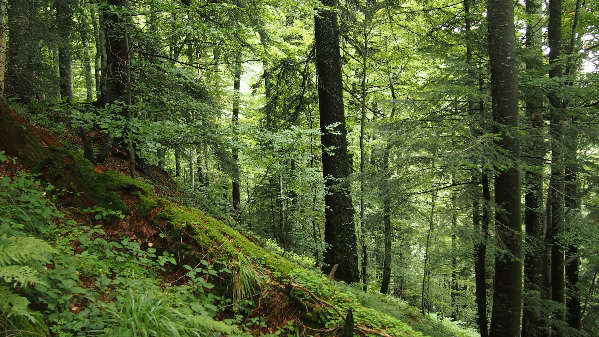 Ariile protejate sunt soluţii naturale pentru combaterea schimbărilor ...