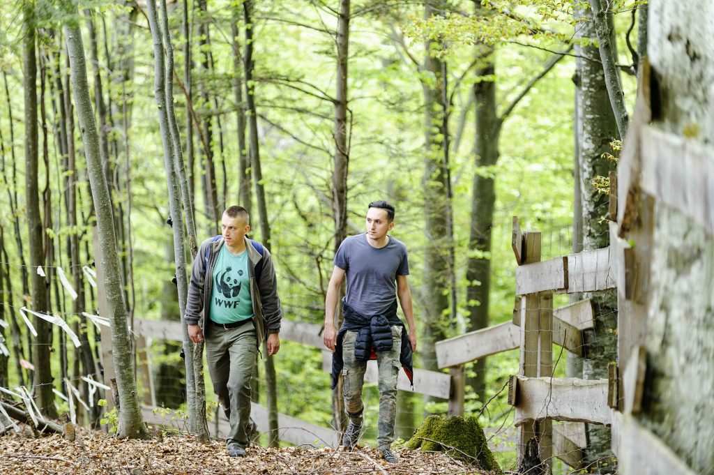 Zimbrul | WWF Romania