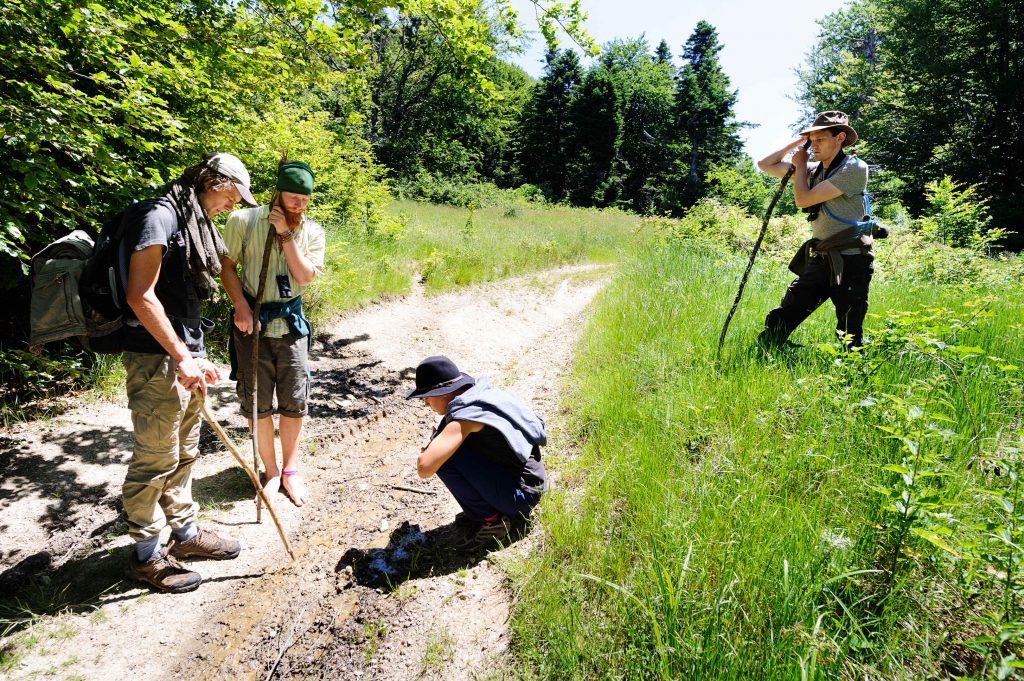 Zimbrul | WWF Romania