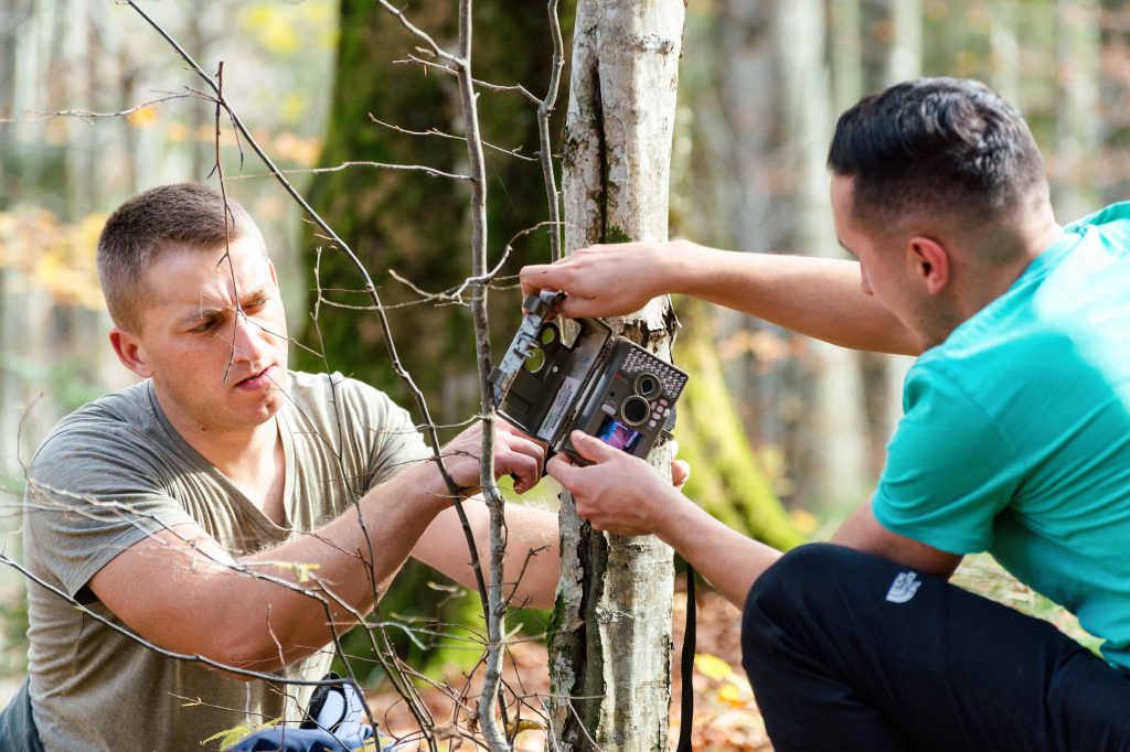 Zimbrul | WWF Romania