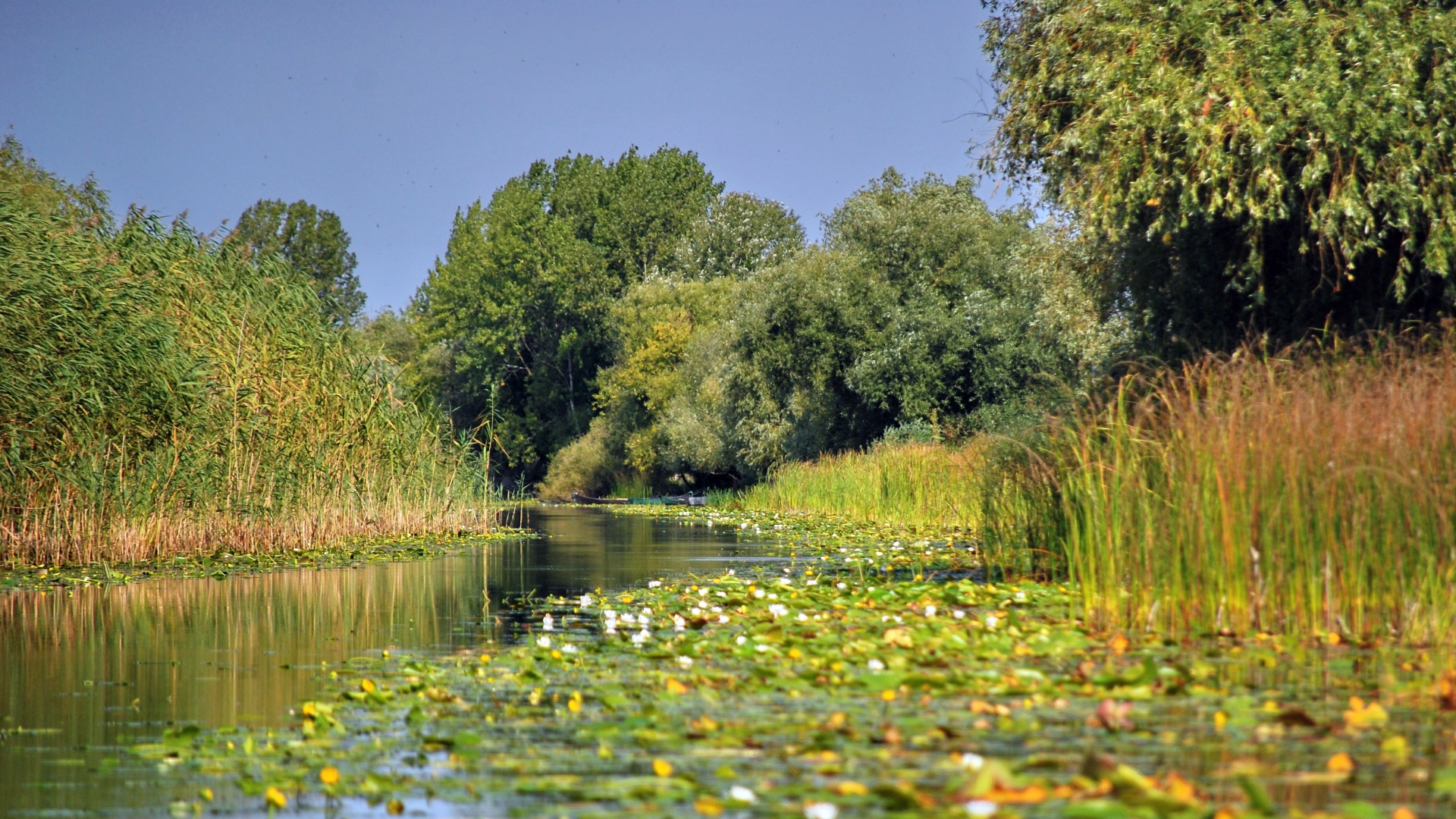 Renaturarea luncii Dunării, beneficii pentru oameni și natură - un nou ...
