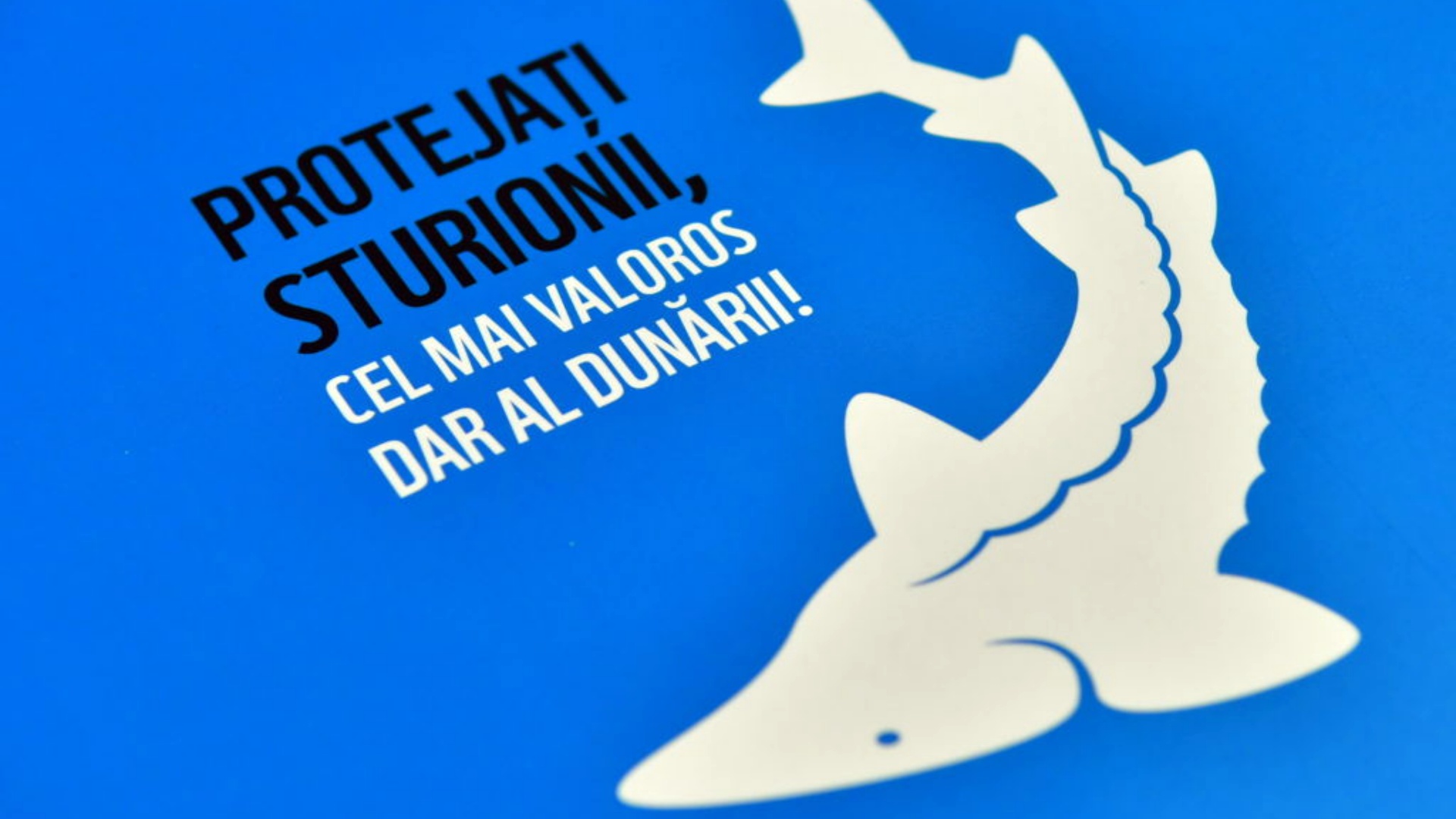 O posibilă soluţie pentru salvarea sturionilor din Dunăre? | WWF Romania