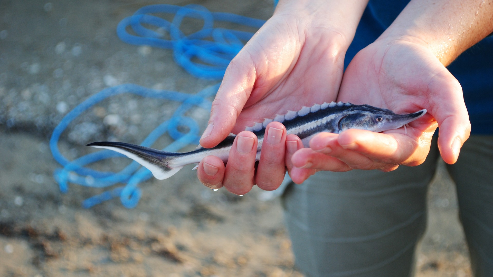 Salvarea sturionilor din Dunăre, prioritate WWF la nivel internaţional ...