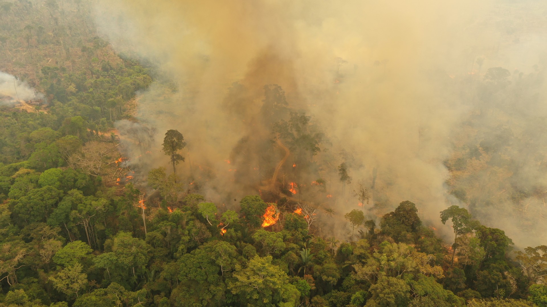 Avem nevoie de acţiuni urgente pentru protejarea Amazonului! | WWF Romania