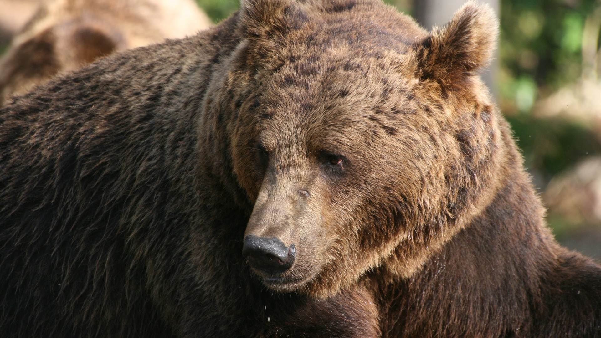 Graniţe deschise pentru urși în Carpaţii României și ai Ucrainei | WWF ...