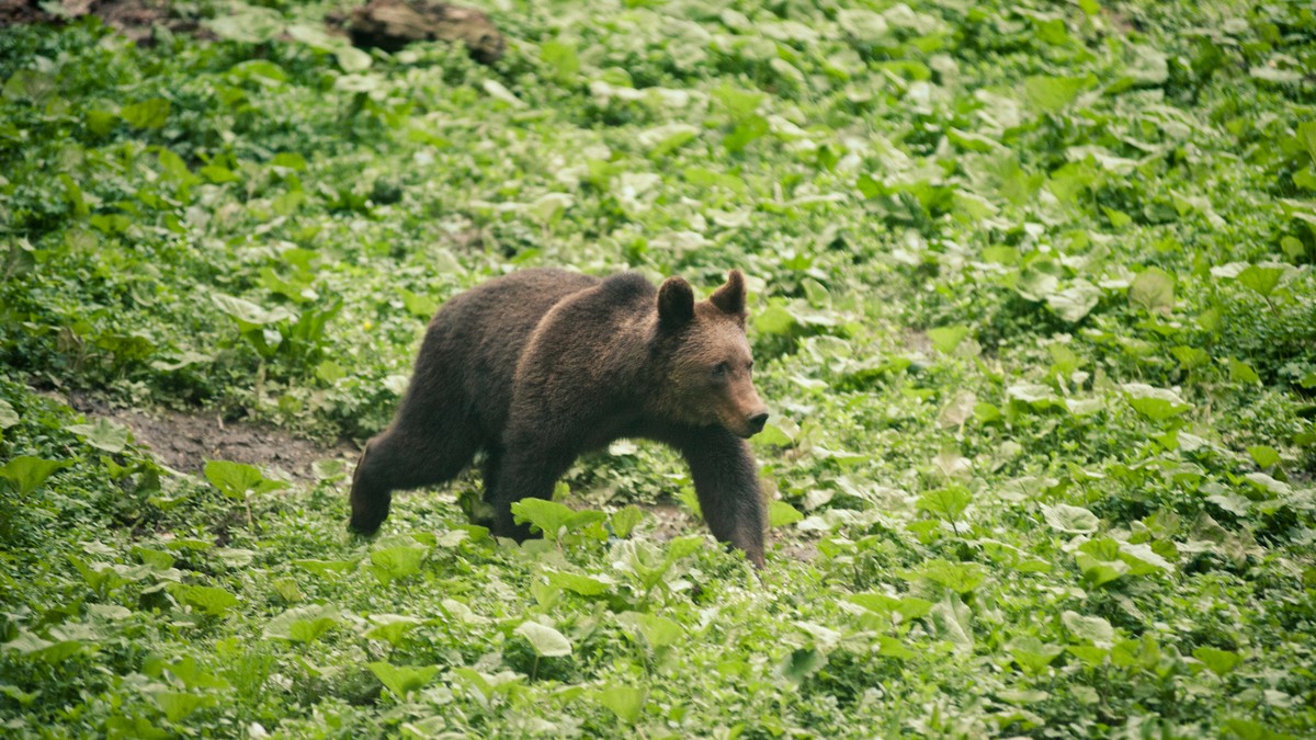 Până acum au murit 3 urși pe autostrada A1. Este nevoie să moară și ...