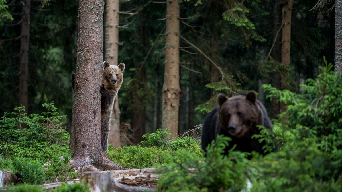 WWF-România și Floria.ro, parteneriat pentru protejarea naturii ...