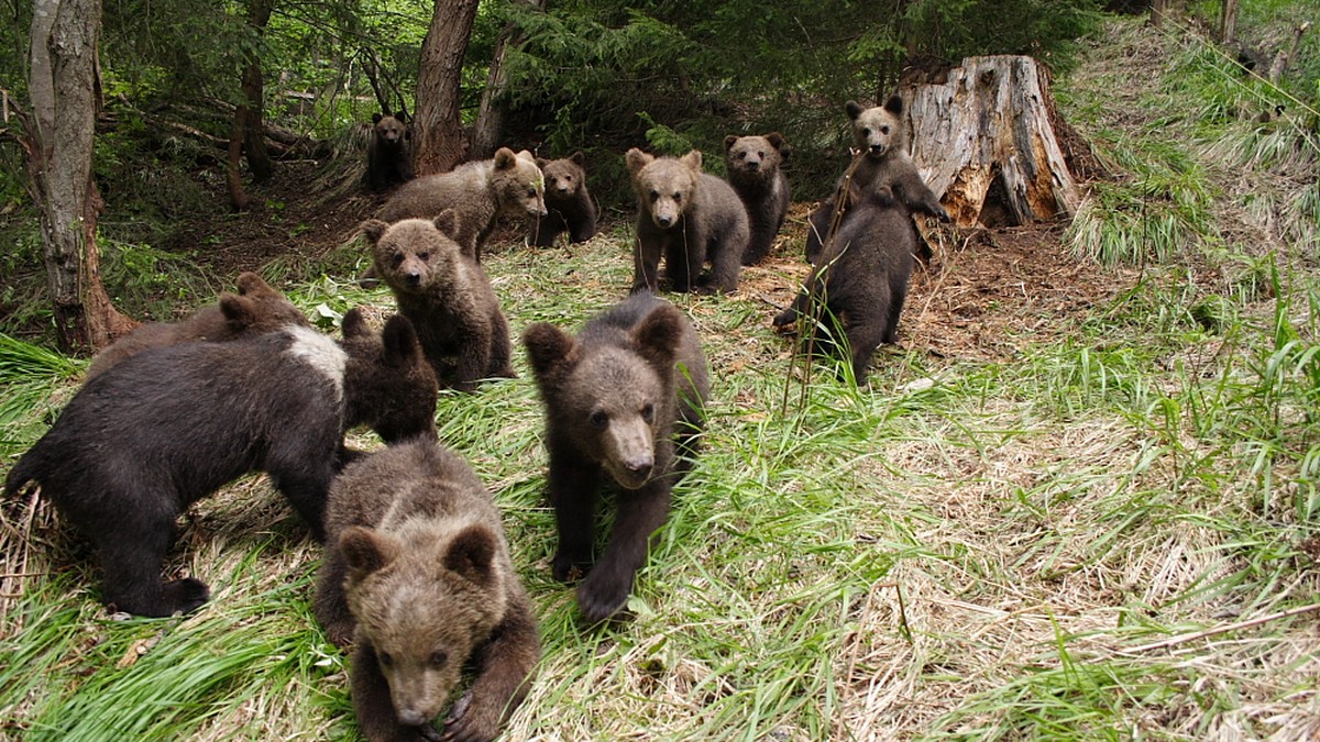 Numărul urșilor din România – dictat de interesele de vânătoare | WWF ...