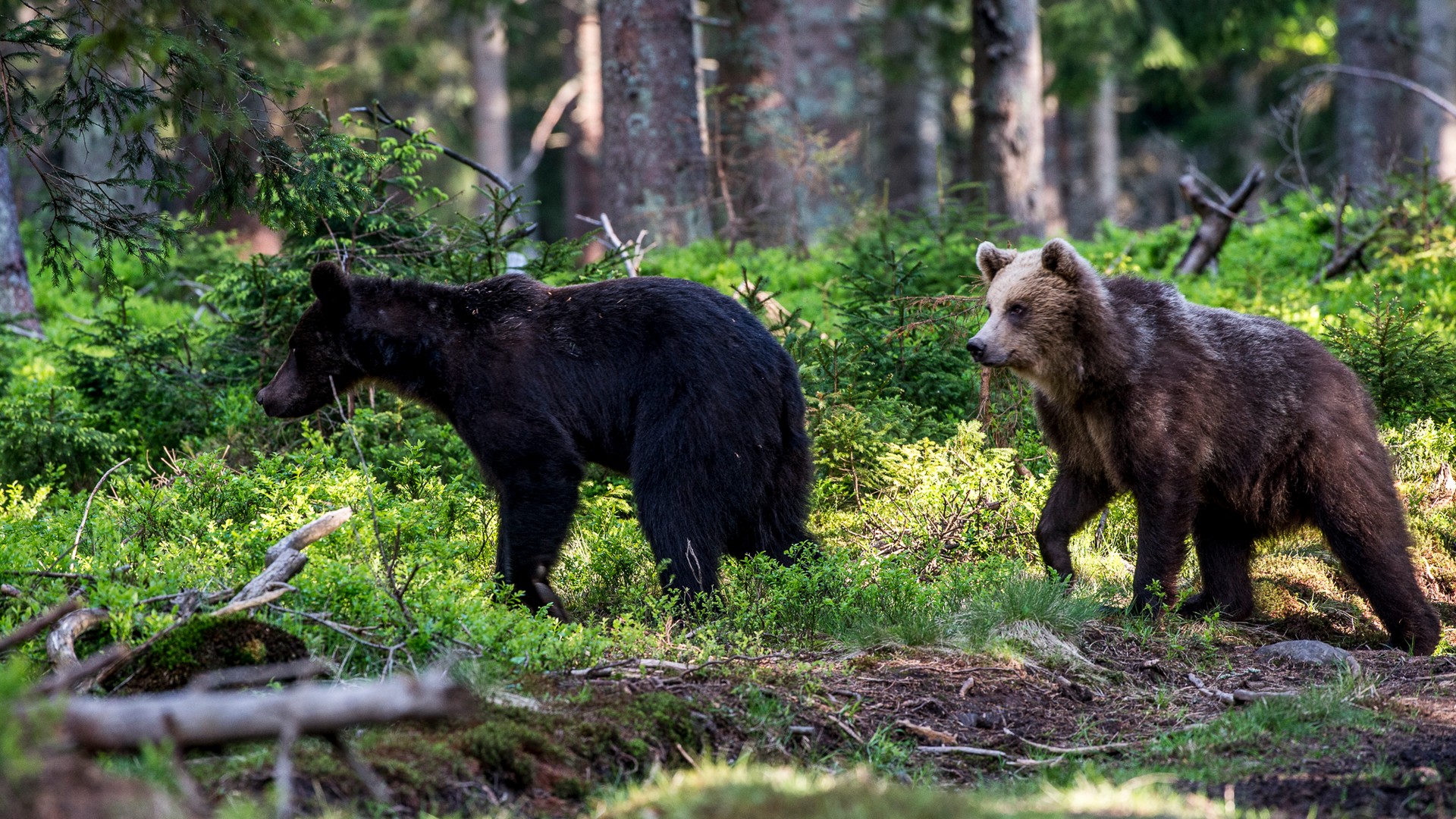 Cum să evităm conflictele cu ursul în timpul drumeţiilor | WWF Romania