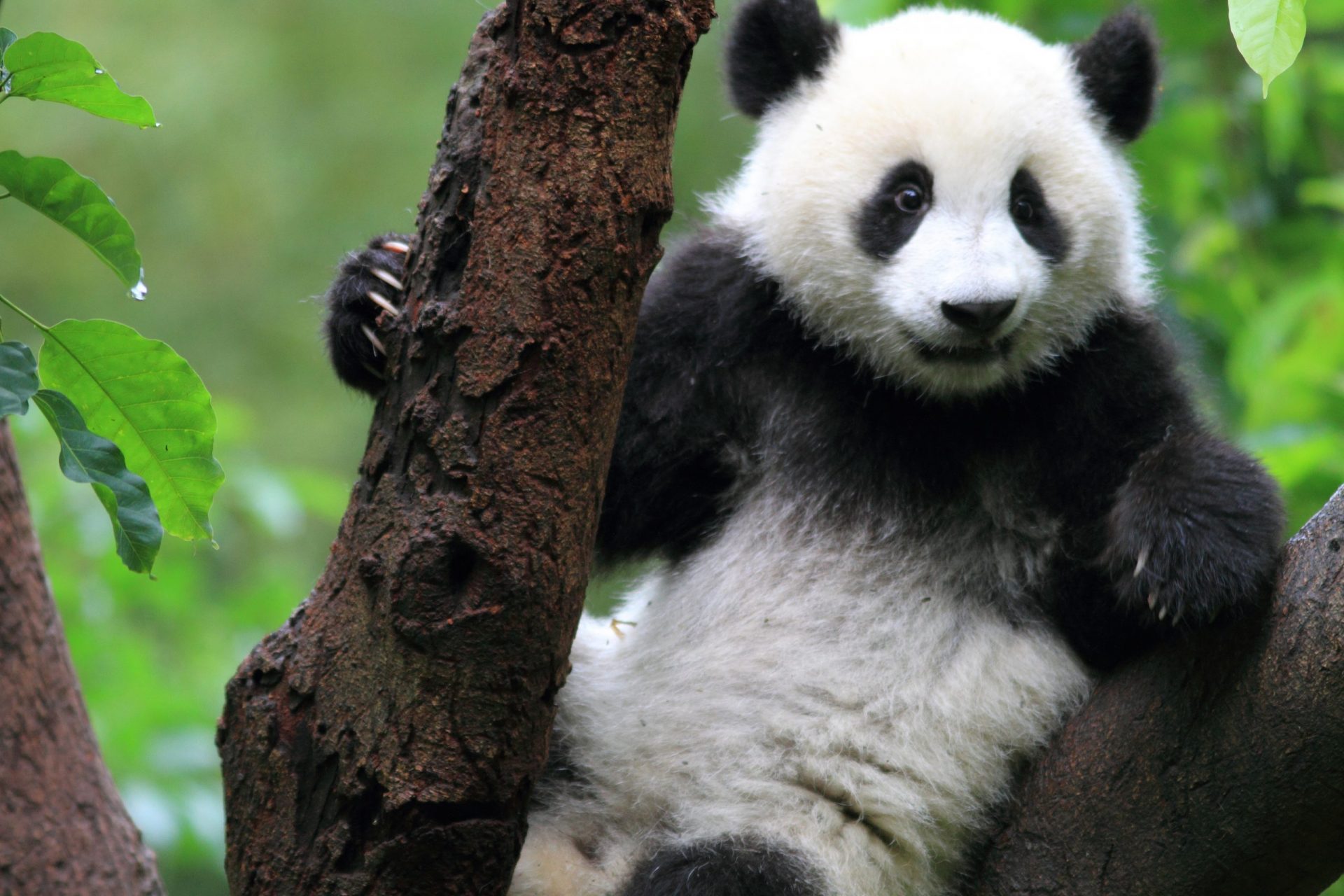 Adoptă un panda | WWF Romania