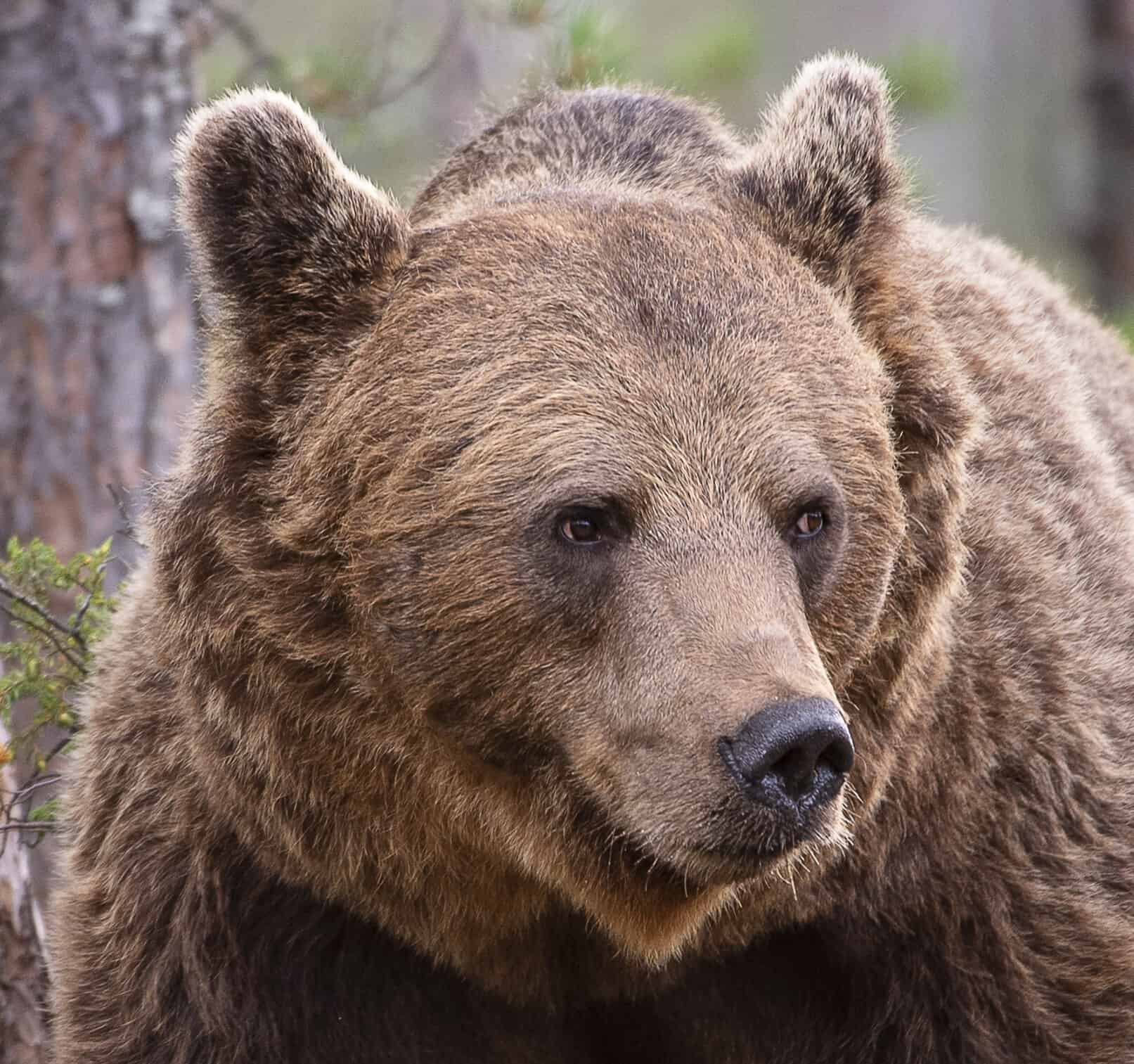 Adoptă un urs | WWF Romania