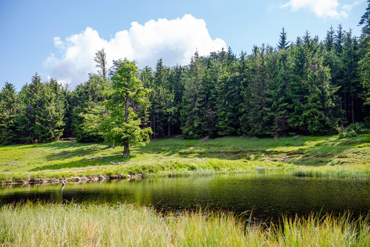 Eșecul SUMAL: De ce nu va opri tăierile ilegale | WWF Romania