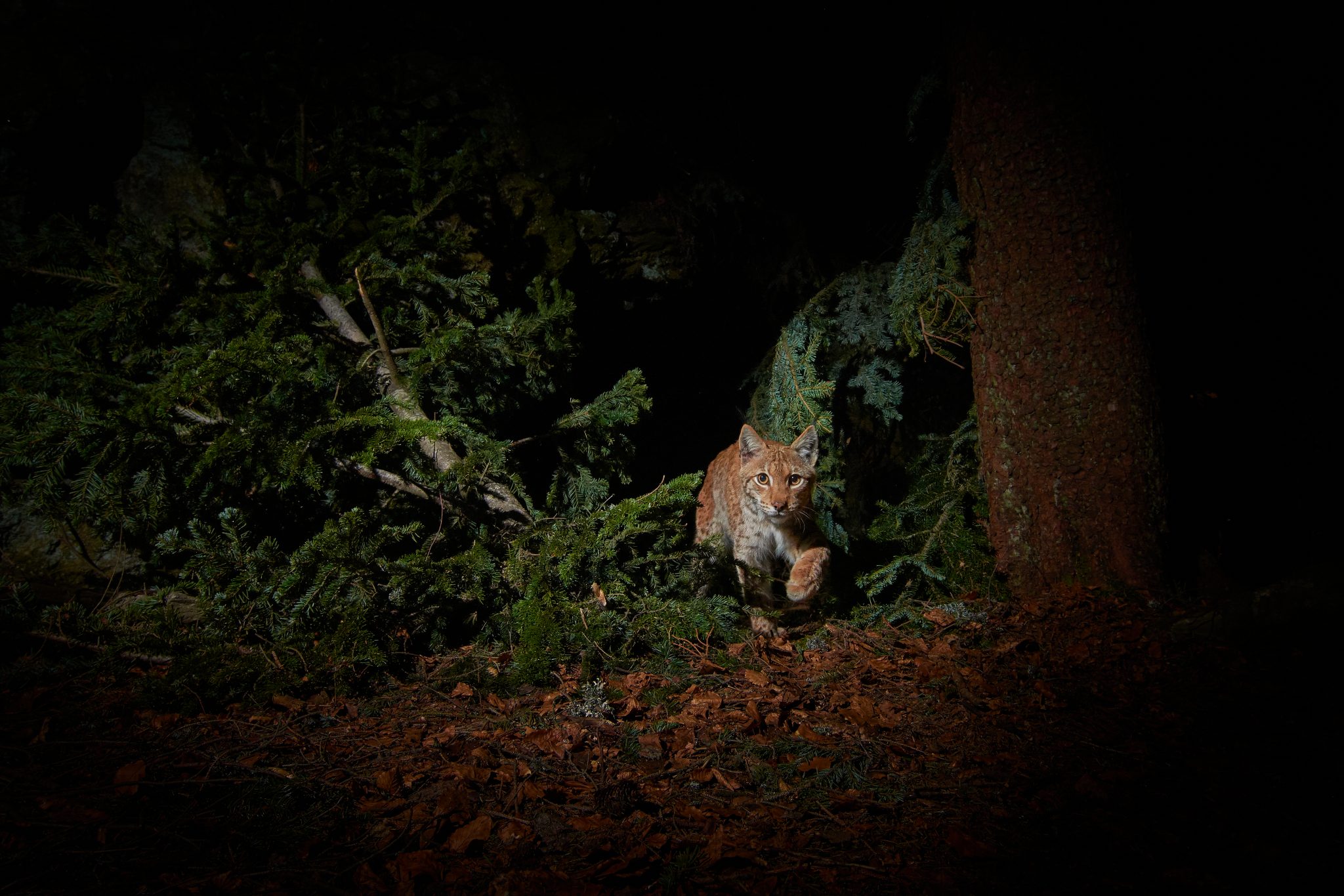 10 lucruri interesante despre cea mai mare felină din Carpați | WWF Romania