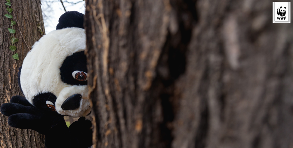 Talent Scout | WWF Romania