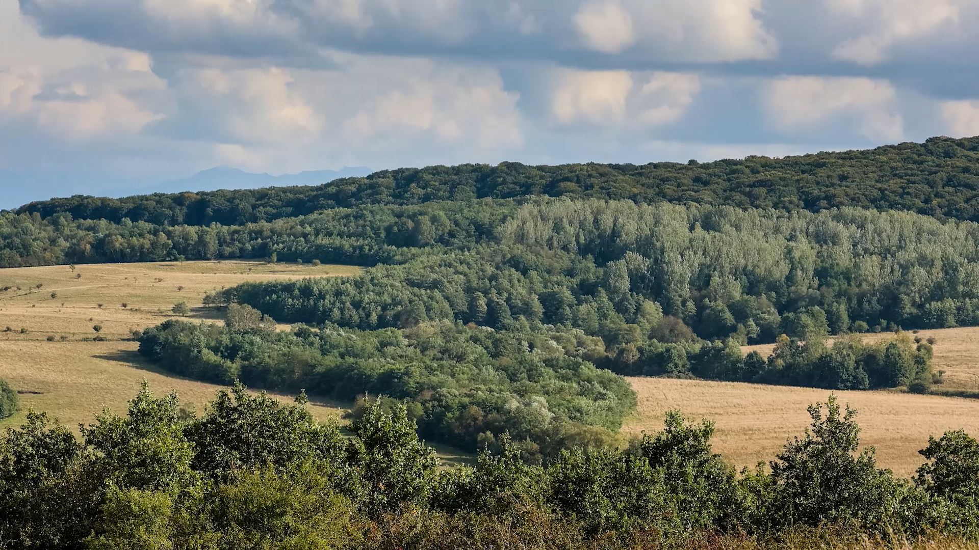 Noile păduri din Nocrich | WWF Romania