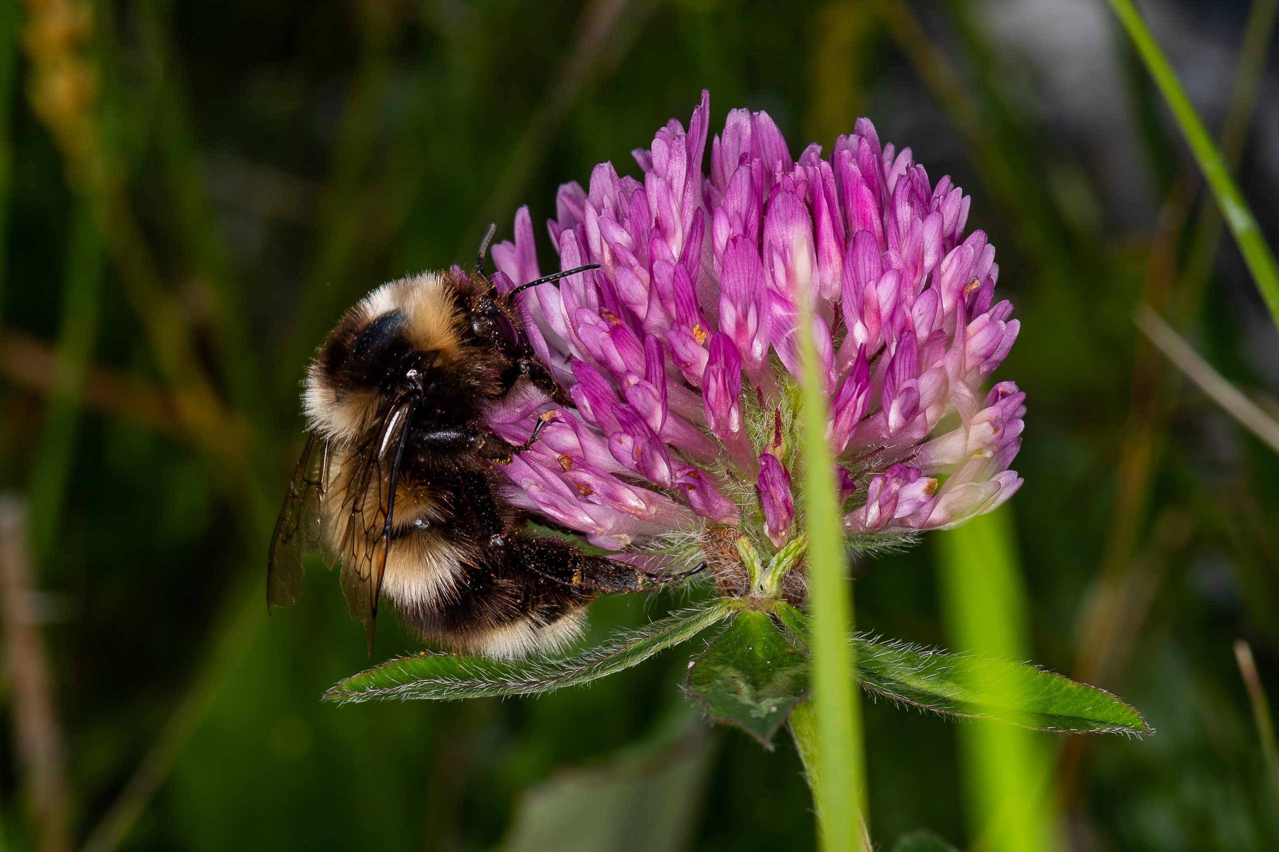 Bee Active! „INOVEAZĂ PENTRU ALBINE” | WWF Romania