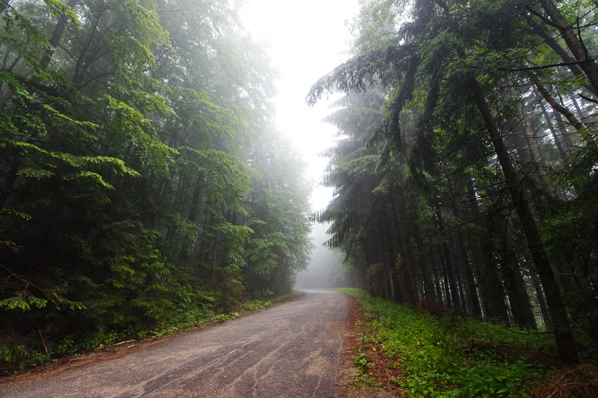 A început marea bâlbâială pentru păduri | WWF Romania