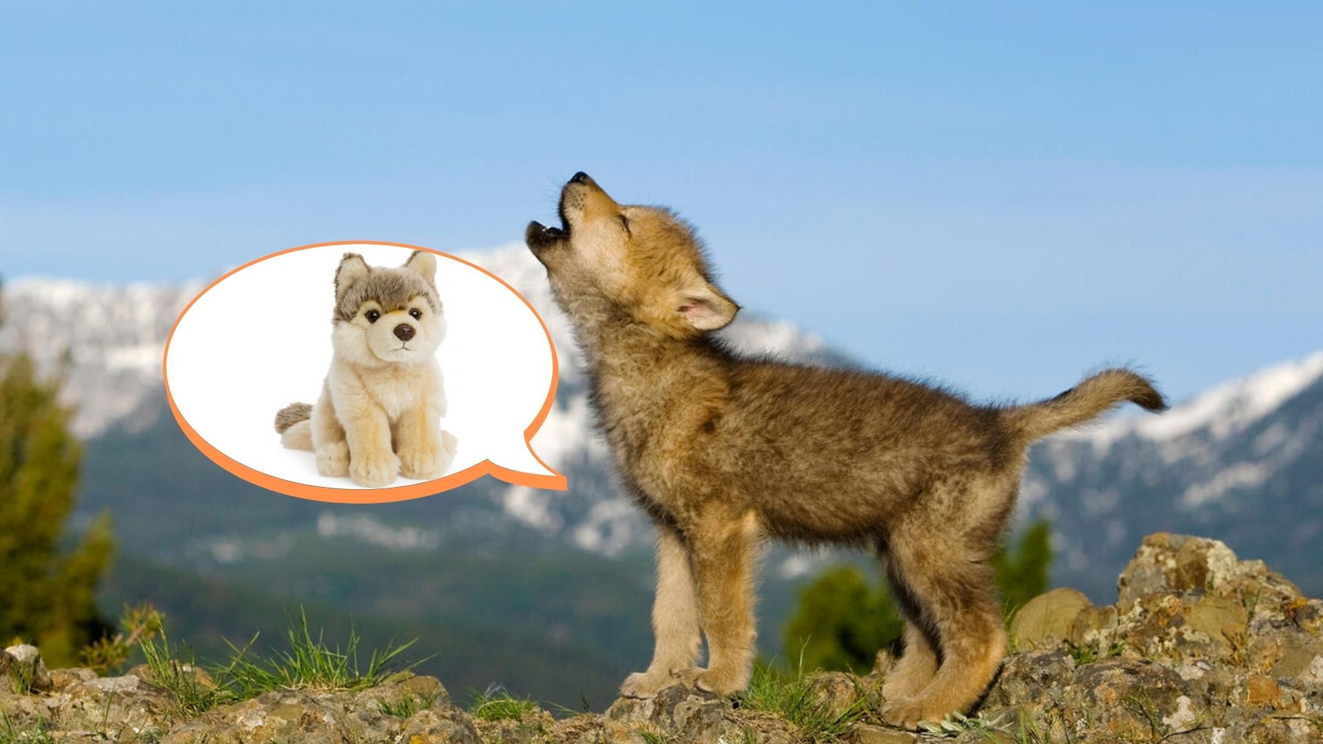 Adoptă un lup | WWF Romania