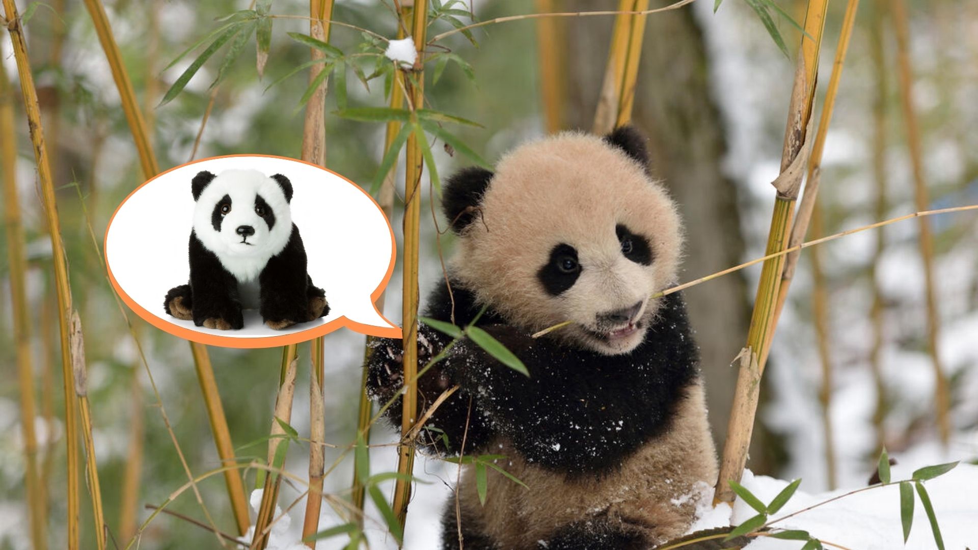 Adoptă un panda | WWF Romania