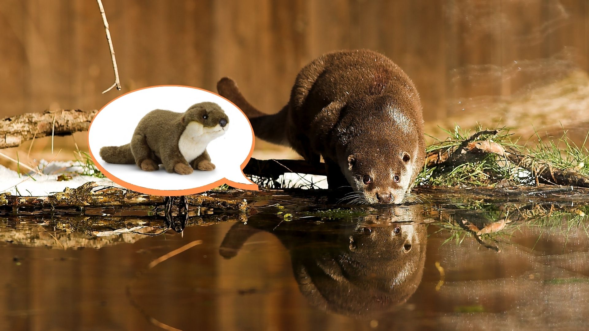 Adoptă o vidra | WWF Romania