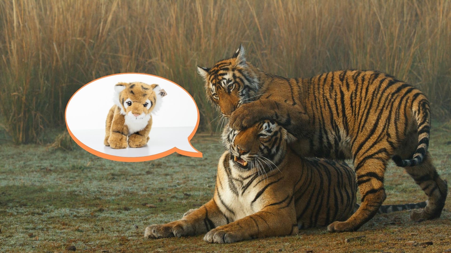 Adoptă un tigru | WWF Romania