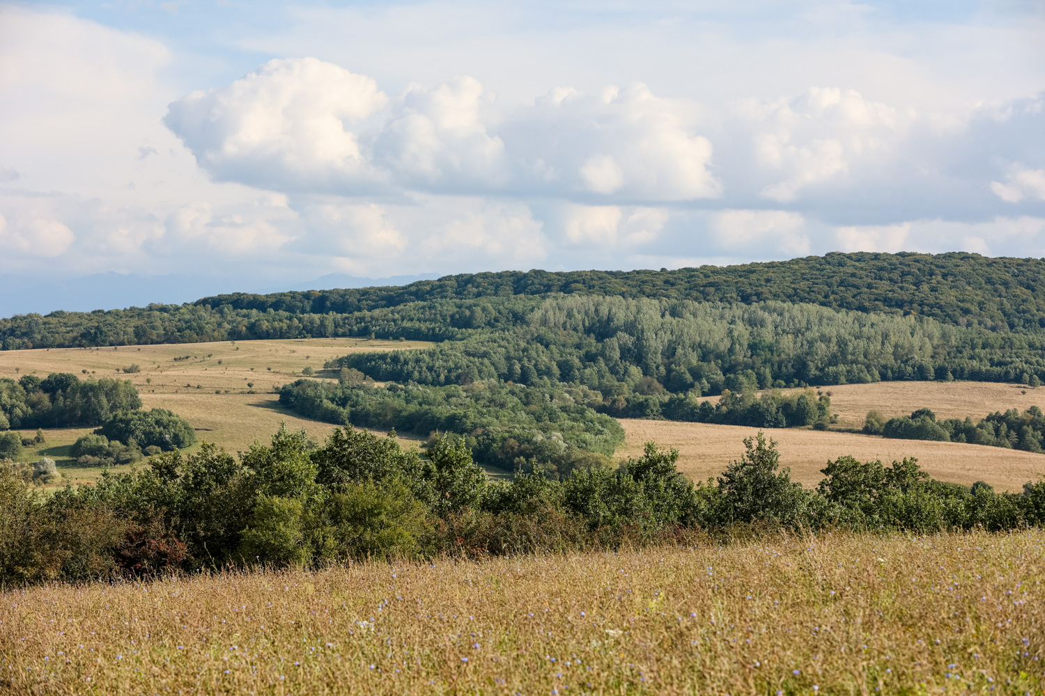 Drama pădurilor nedorite | WWF Romania