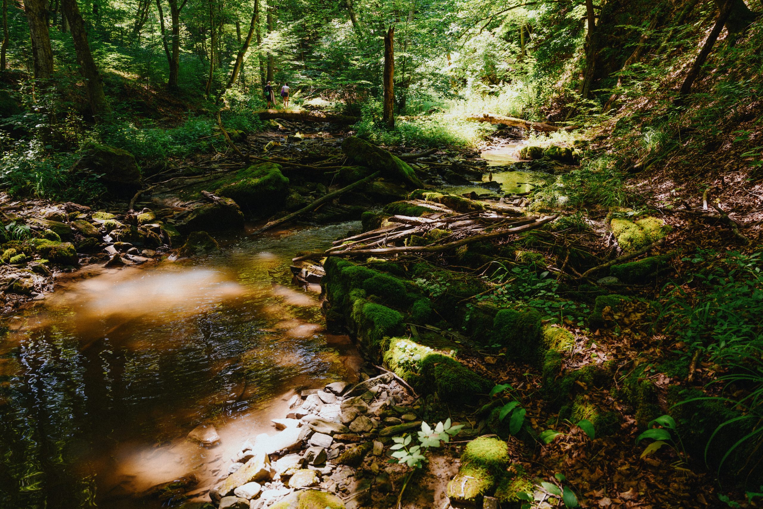 Prima pădure certificată pentru servicii ecosistemice | WWF Romania