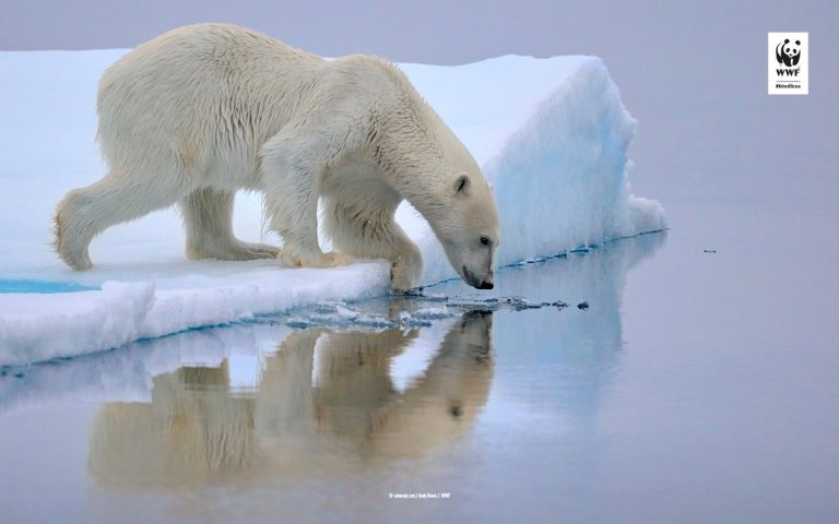 Calendar WWF | WWF Romania