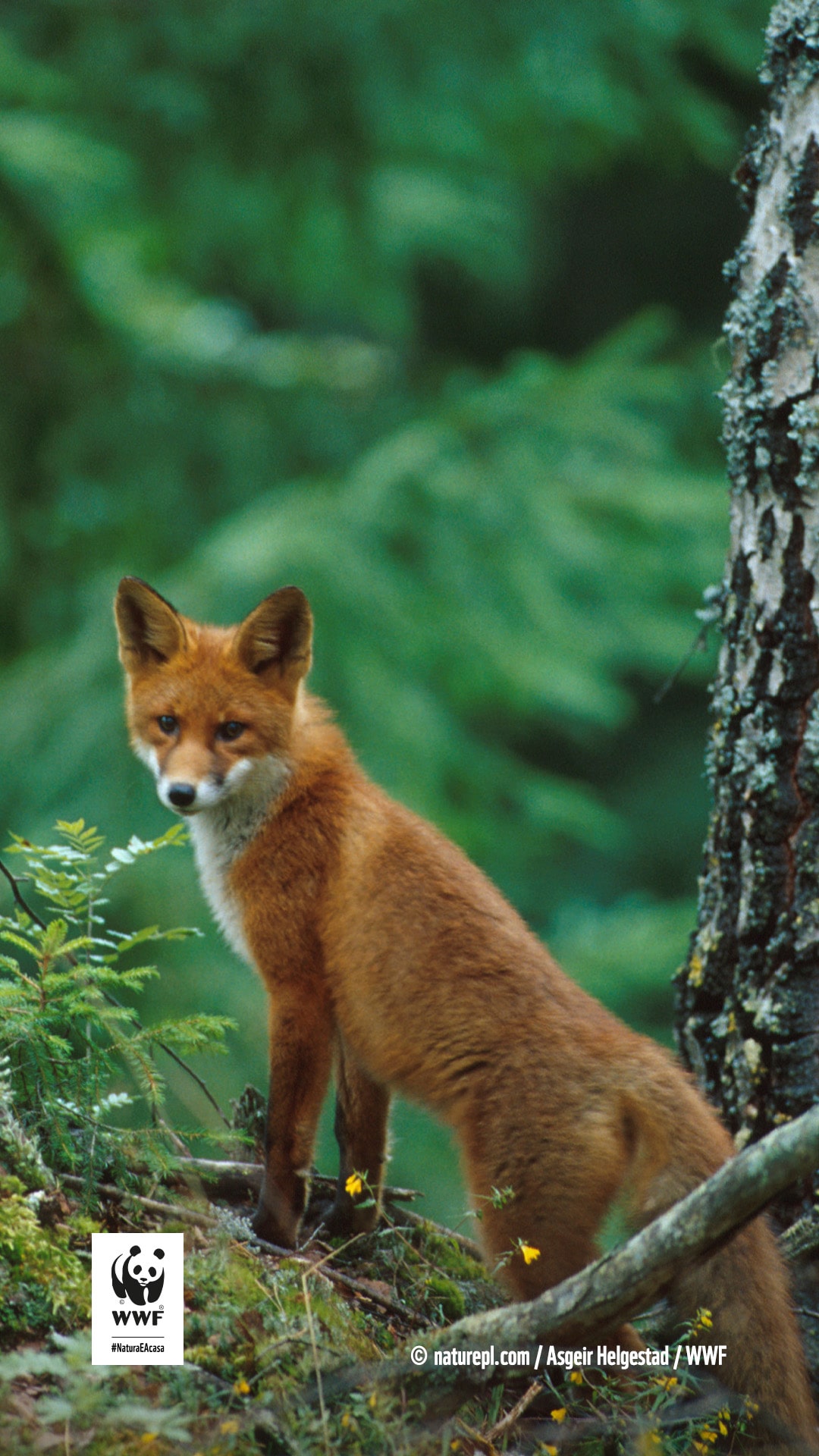 Adoptă o vulpe | WWF Romania