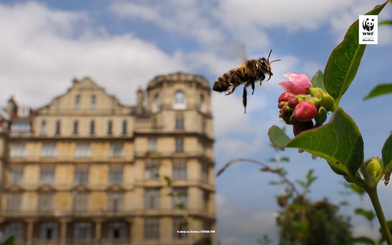 Calendar WWF | WWF Romania