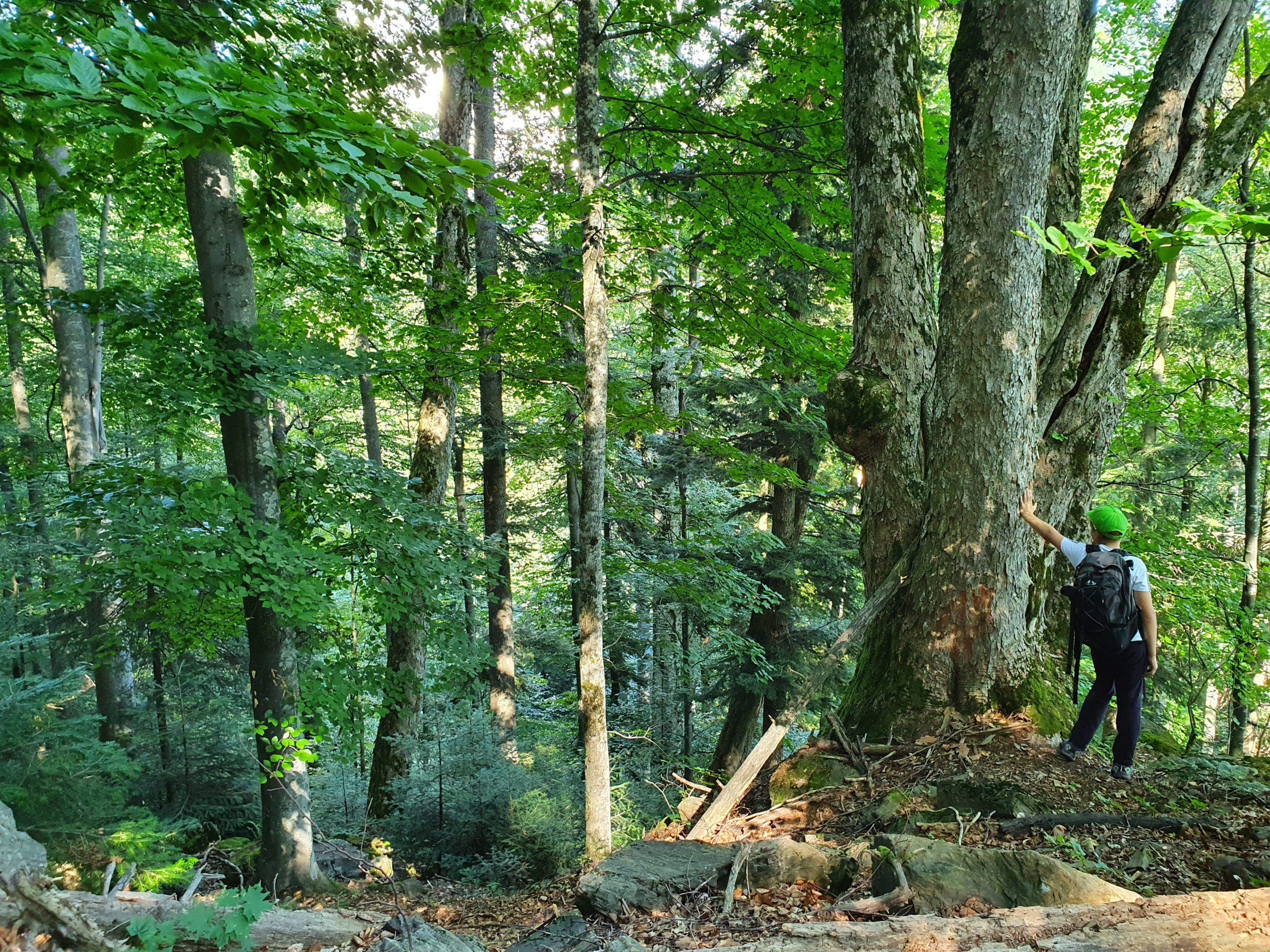 More protected old-growth forests | WWF Romania