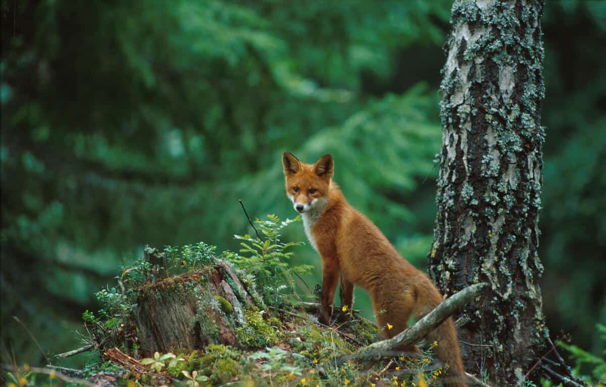 Adoptă o vulpe | WWF Romania