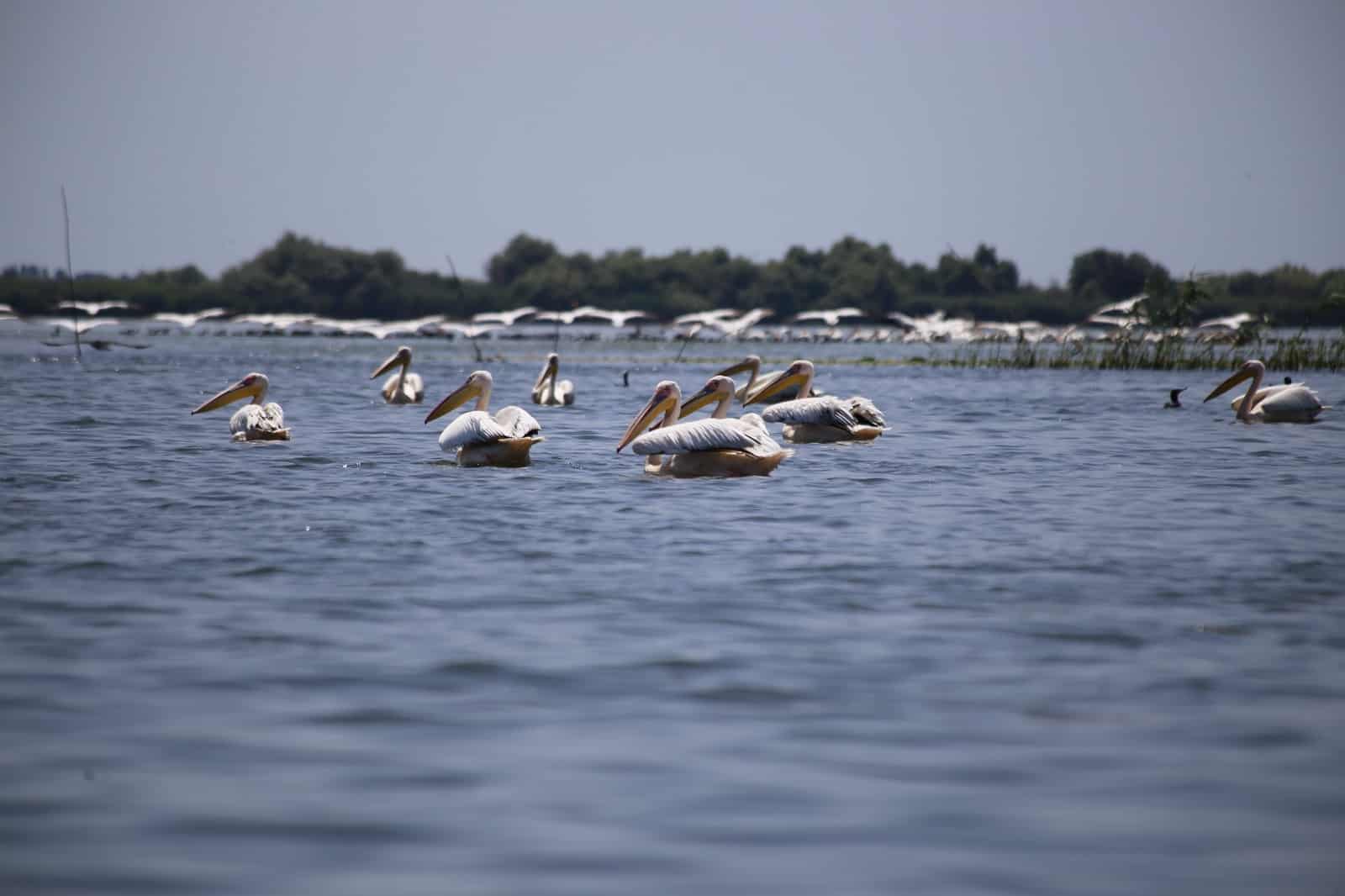 WWF solicită un dialog transfrontalier privind transportul maritim în ...