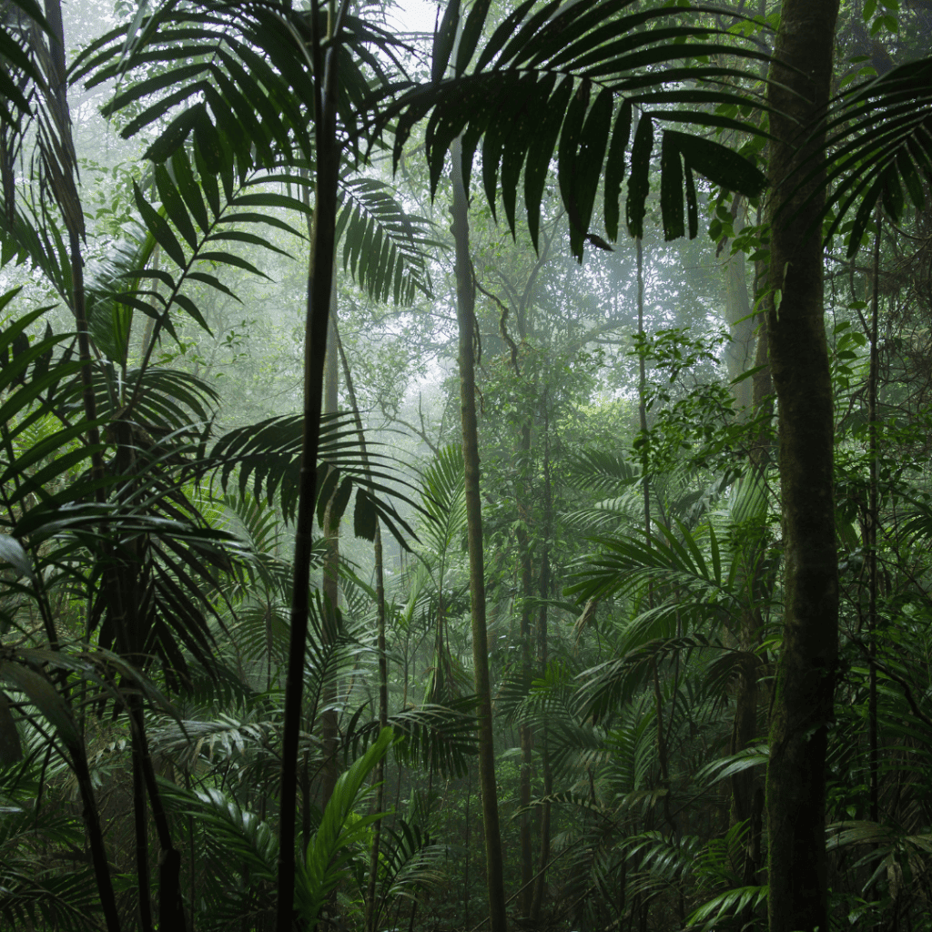 Ora Pământului | WWF Romania