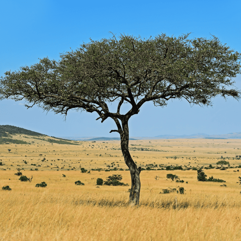 Ora Pământului | WWF Romania