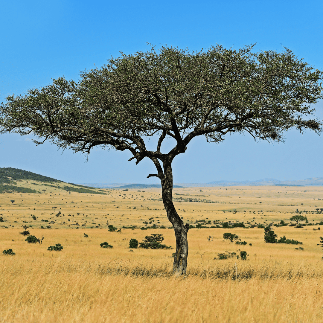 Ora Pământului | WWF Romania