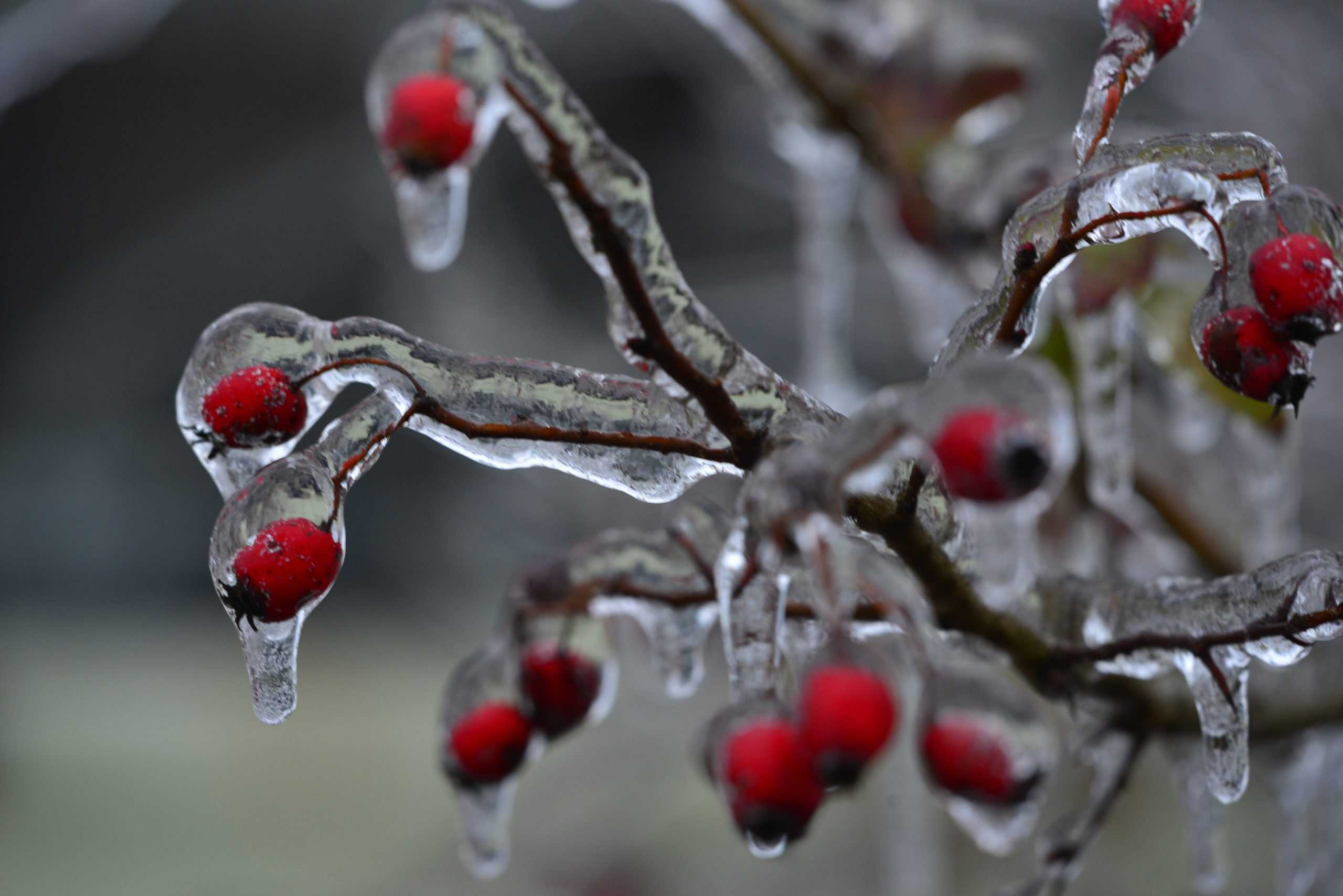Deturnarea mult așteptatei reforme a Romsilva | WWF Romania