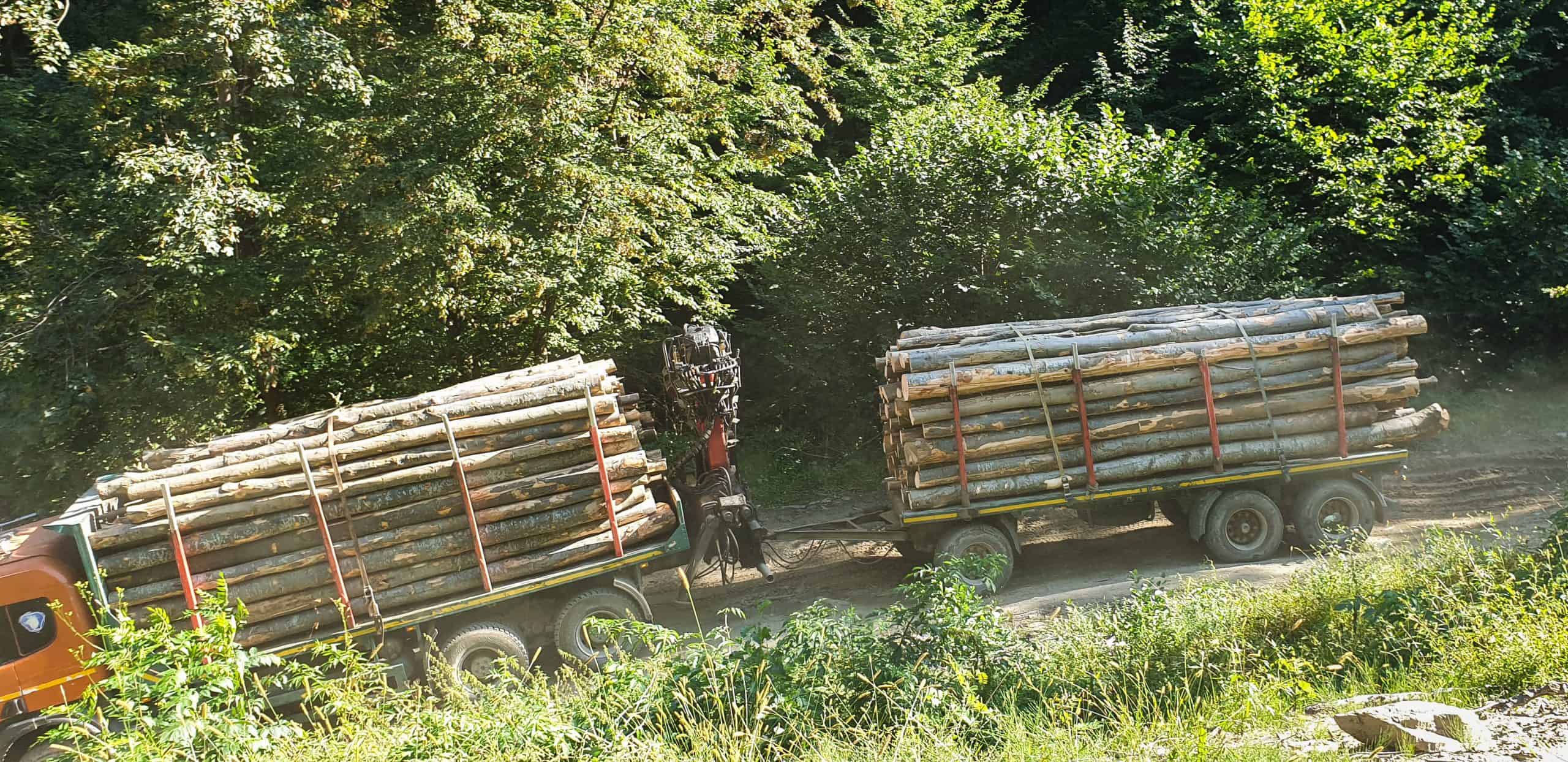 WWF Reports: Illegalities in Forests Continue | WWF Romania