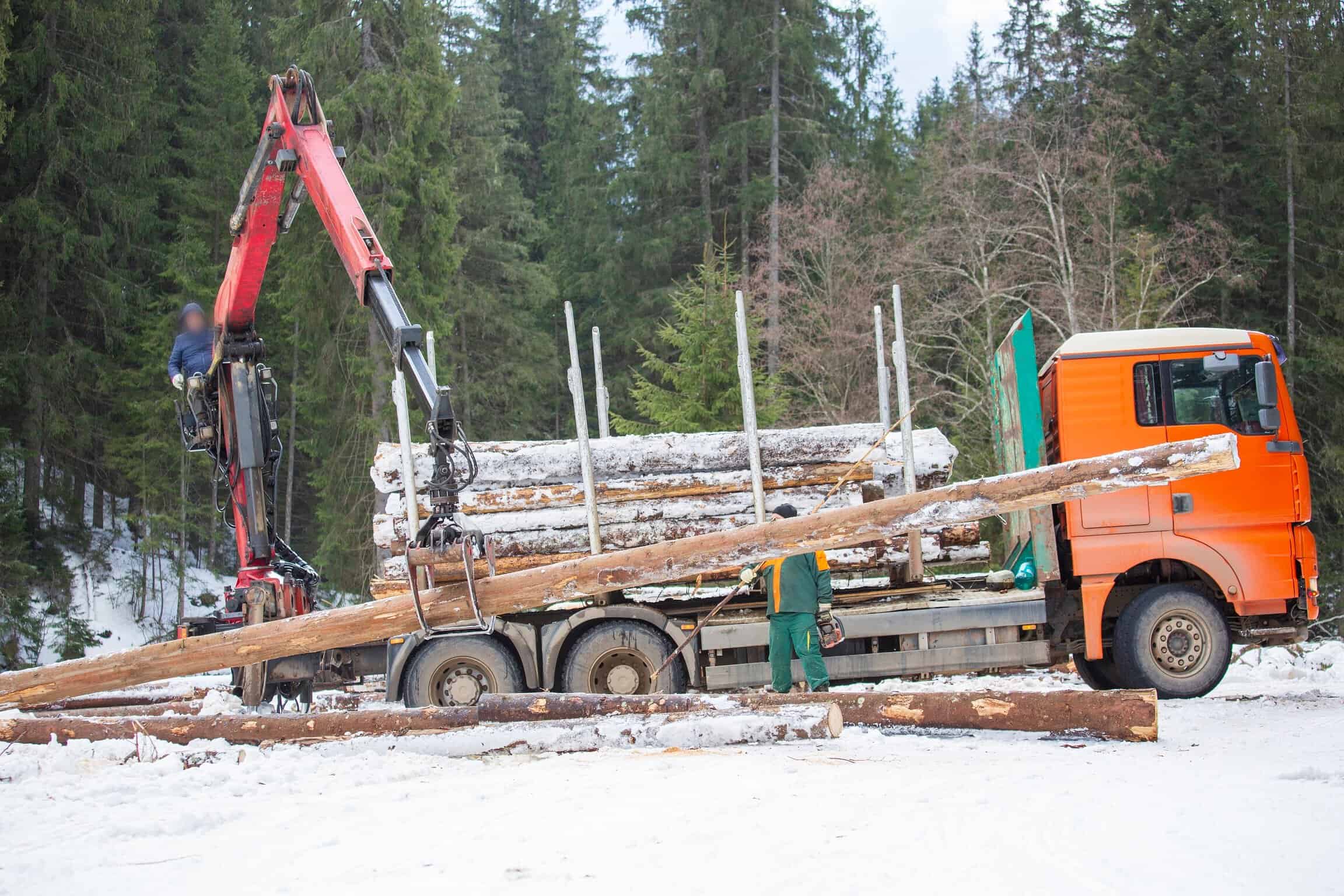 WWF Report: Fail of the Forestry Code | WWF Romania