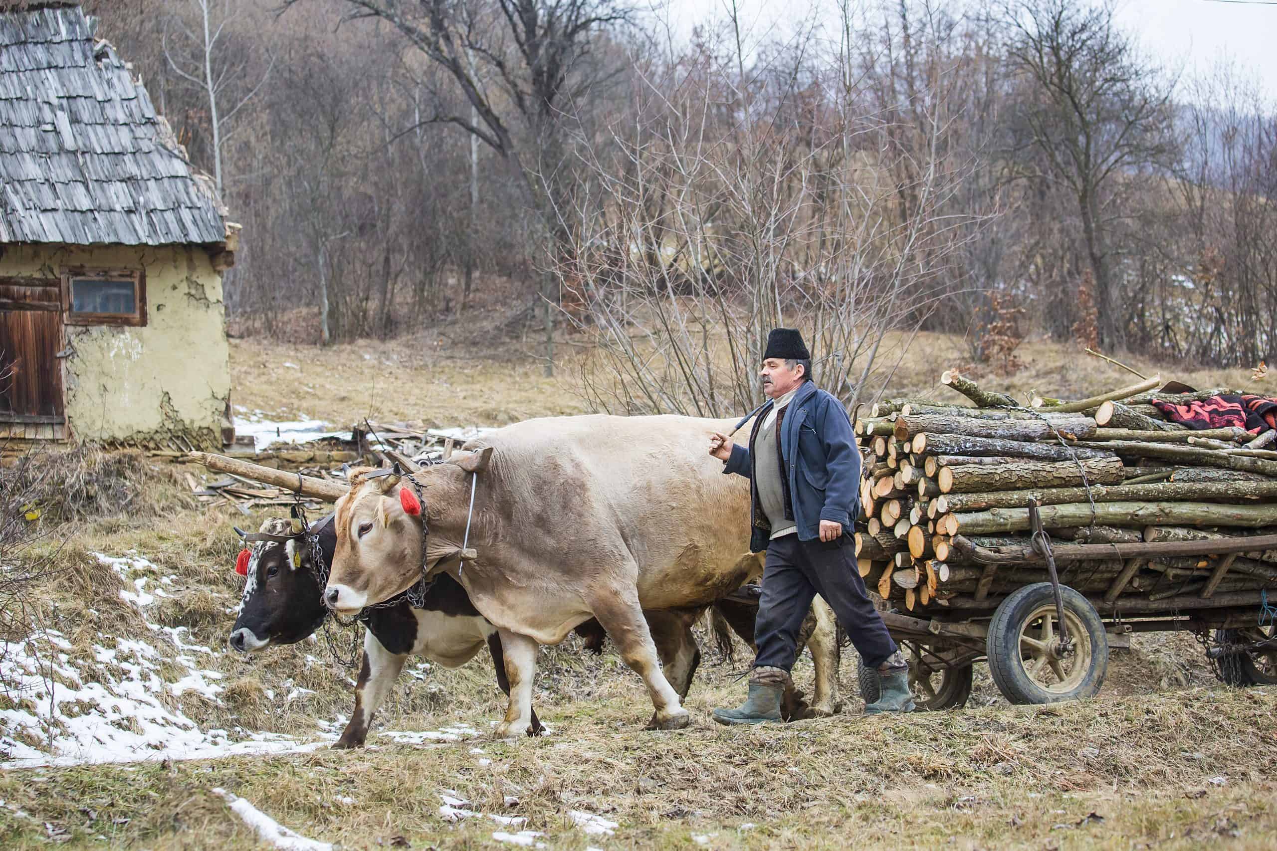 Ce facem cu comunitățile dependente de pădure? | WWF Romania