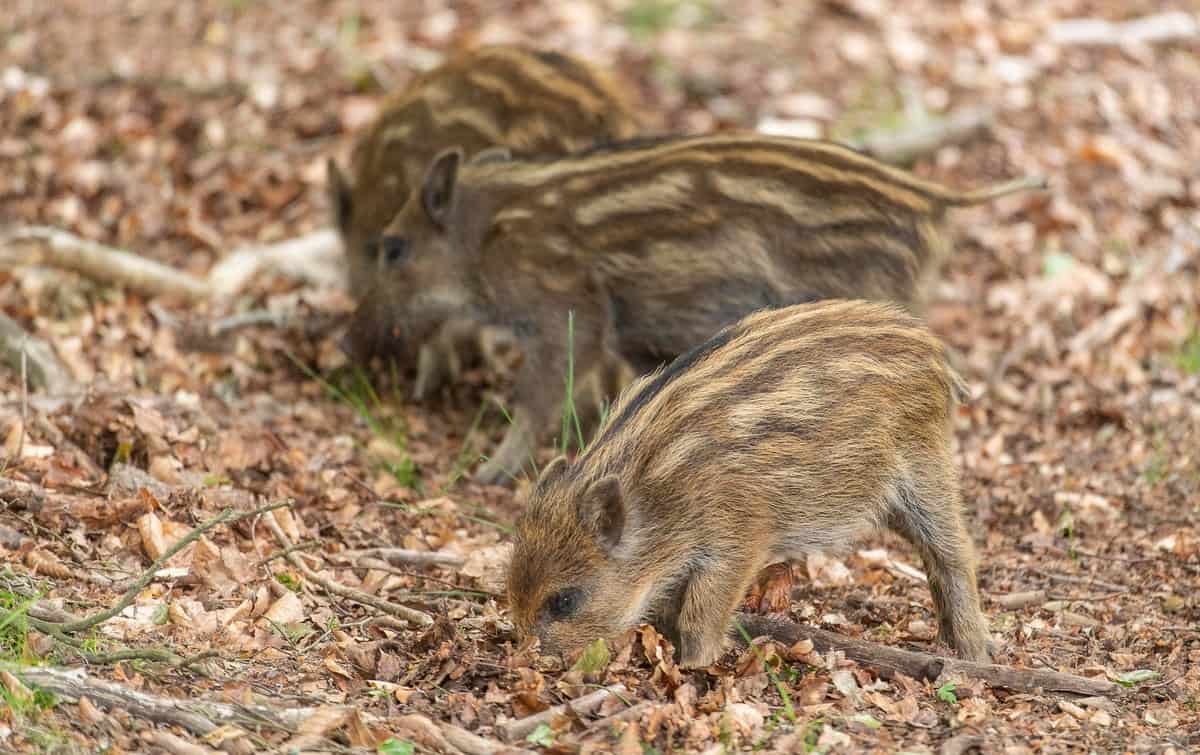 Adoptă un mistreț | WWF Romania