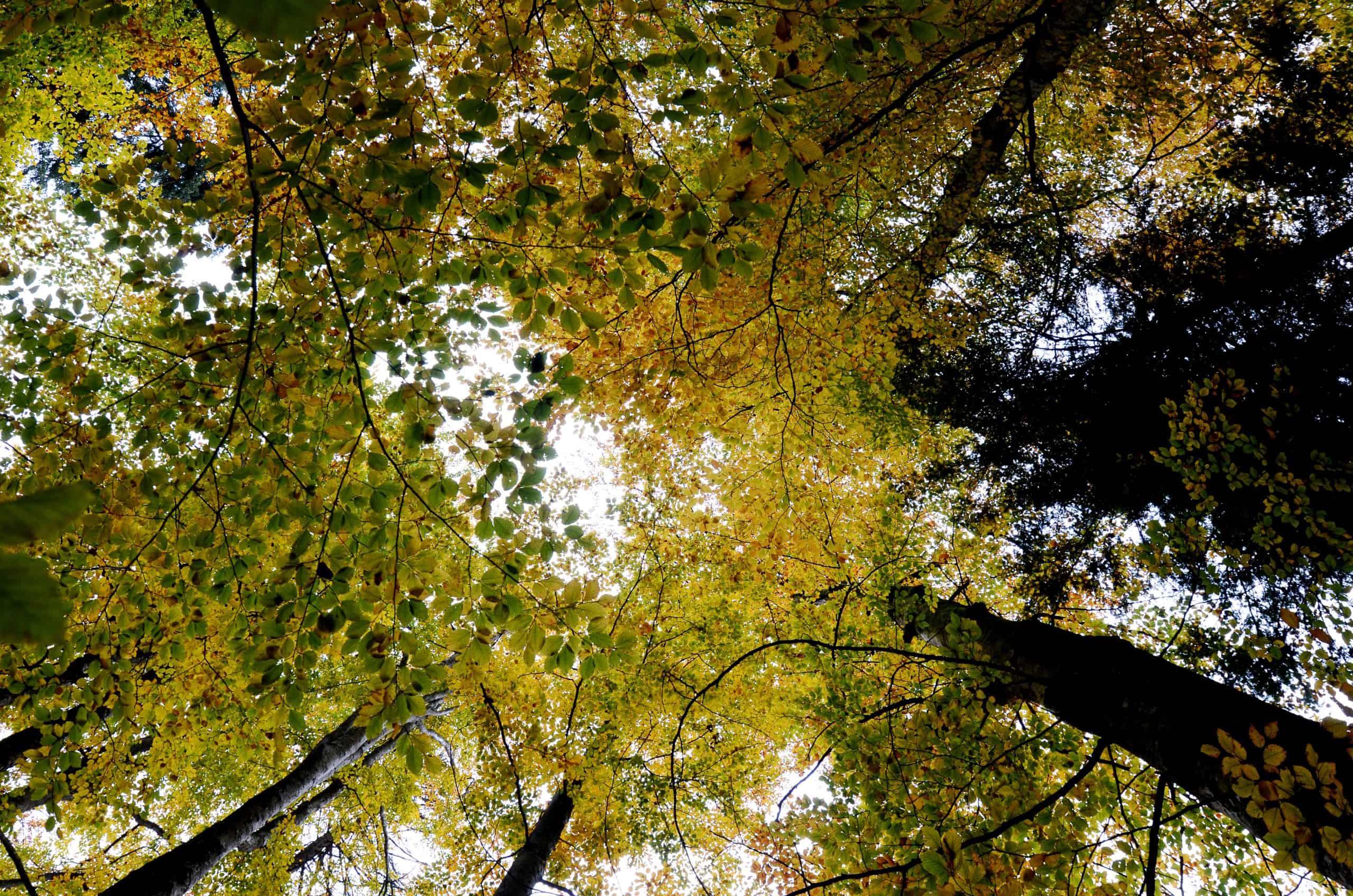 Noul Cod Silvic e deraiat din start | WWF Romania