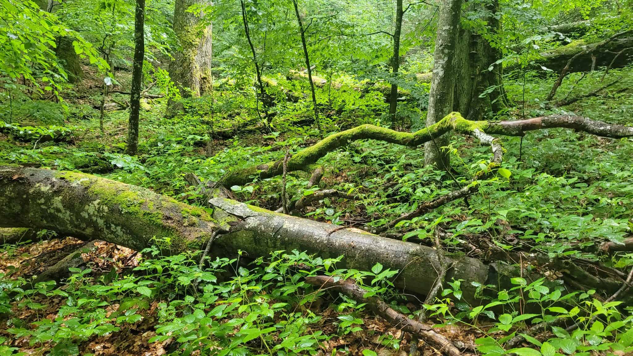 WWF protects additional 900 ha of virgin forests | WWF Romania