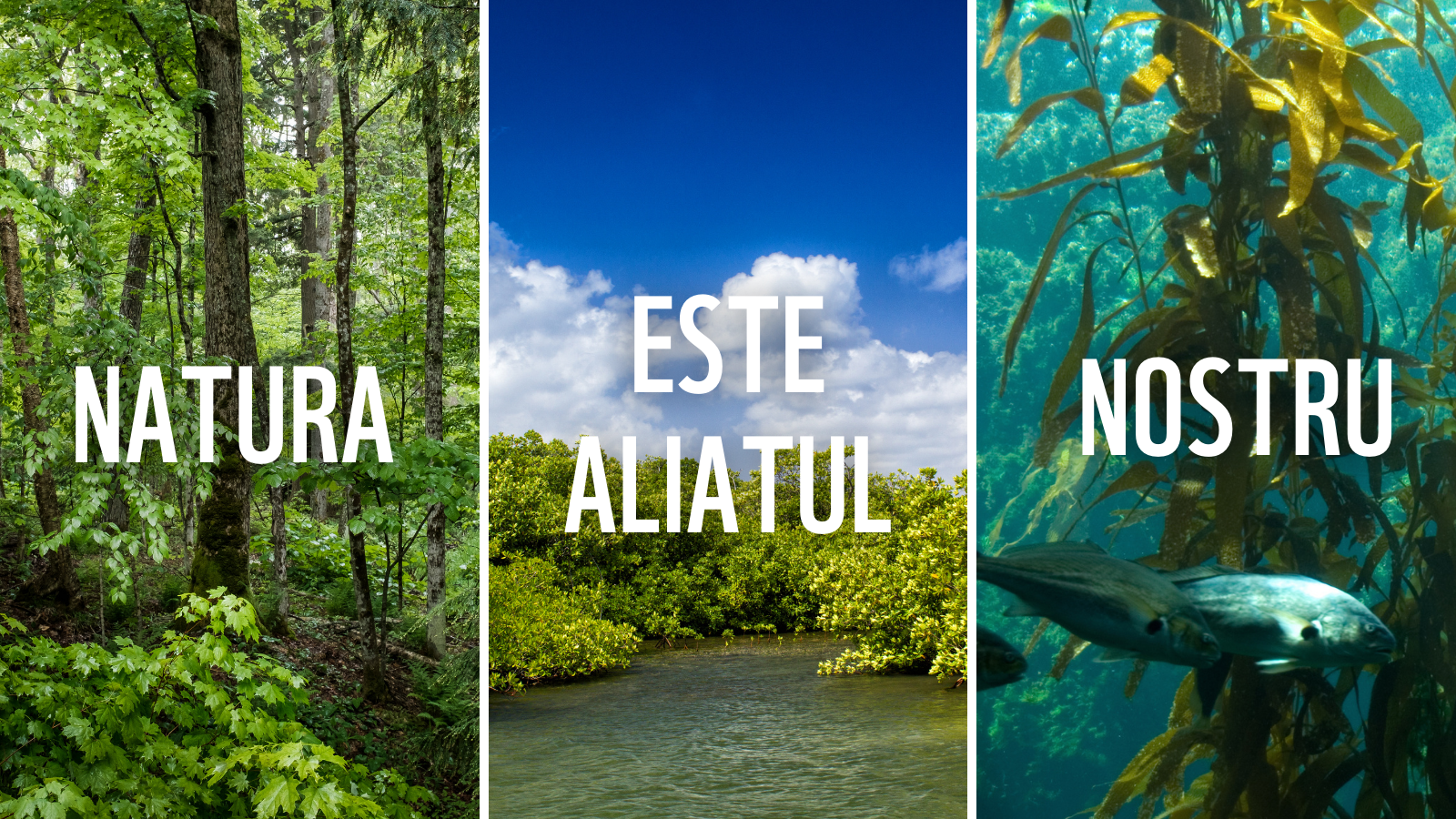 Schimbări climatice | WWF Romania