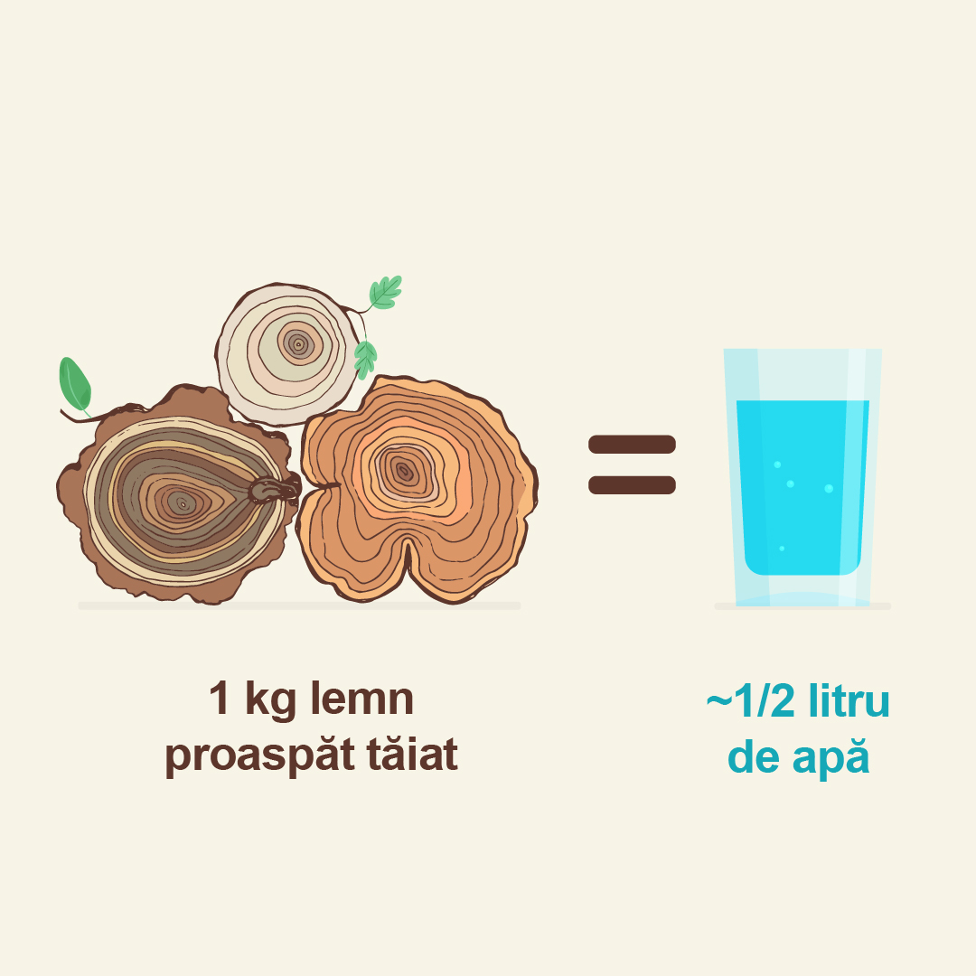 Importanța folosirii lemnului uscat pentru energie în gospodăria ta ...