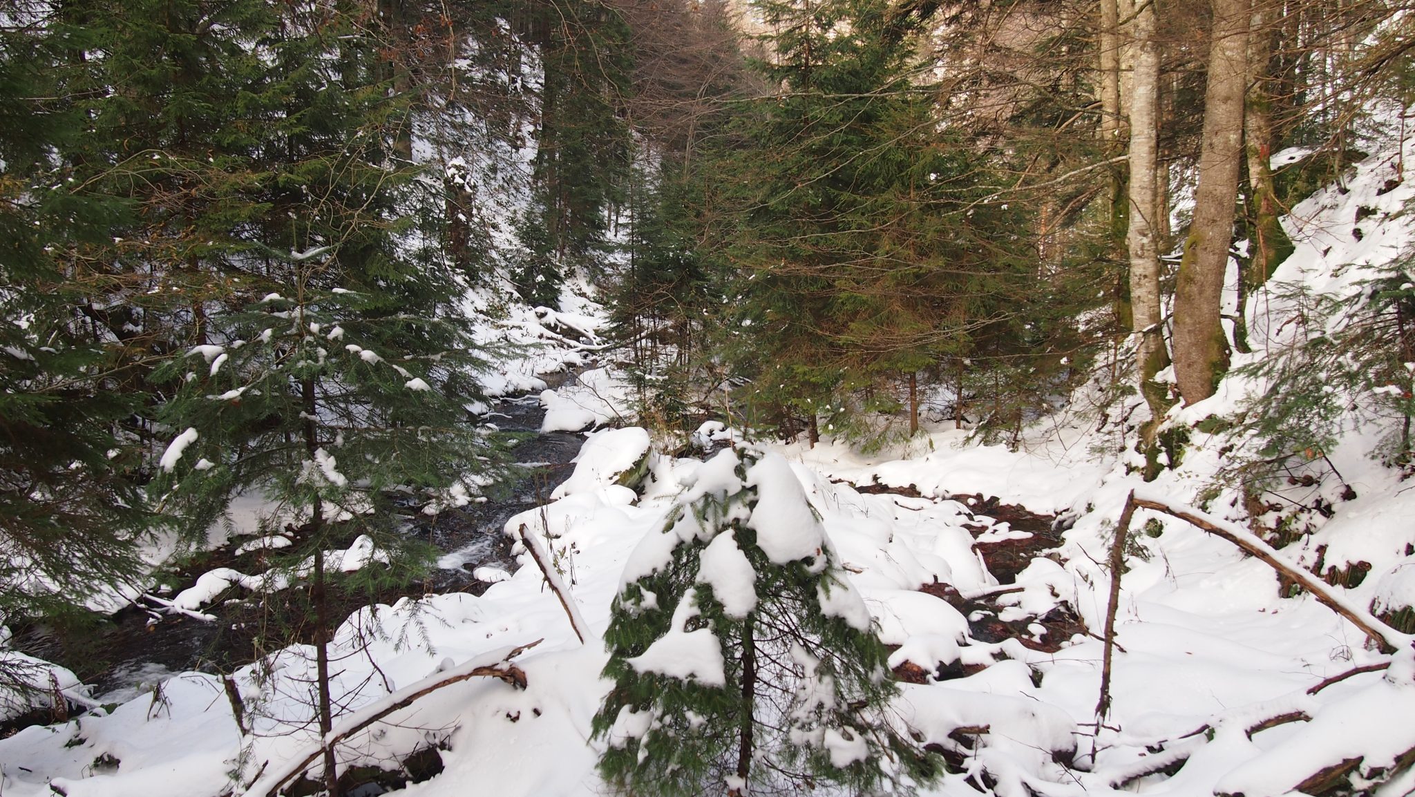 SUMAL 3.0 is absolutely necessary | WWF Romania