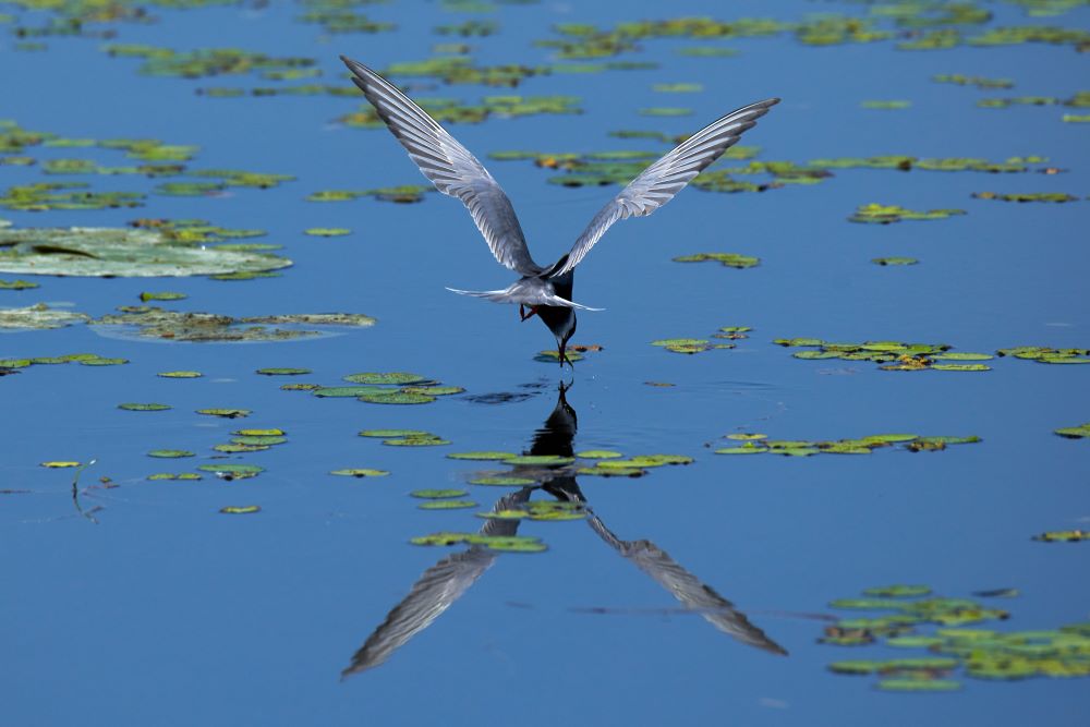 MERLIN | WWF Romania