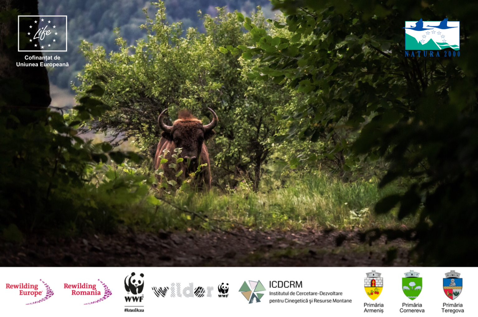 Categorie: Zimbrul | WWF Romania
