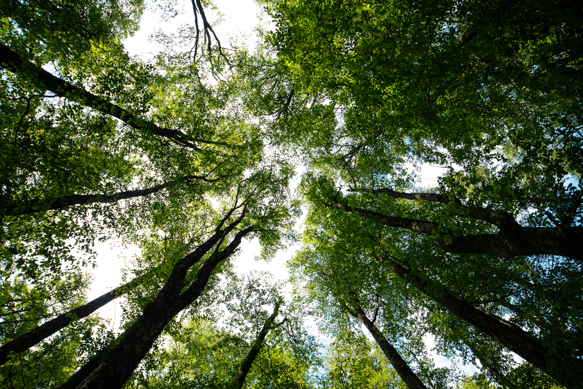 Răsturnare de situație legată de Noul Cod Silvic | WWF Romania