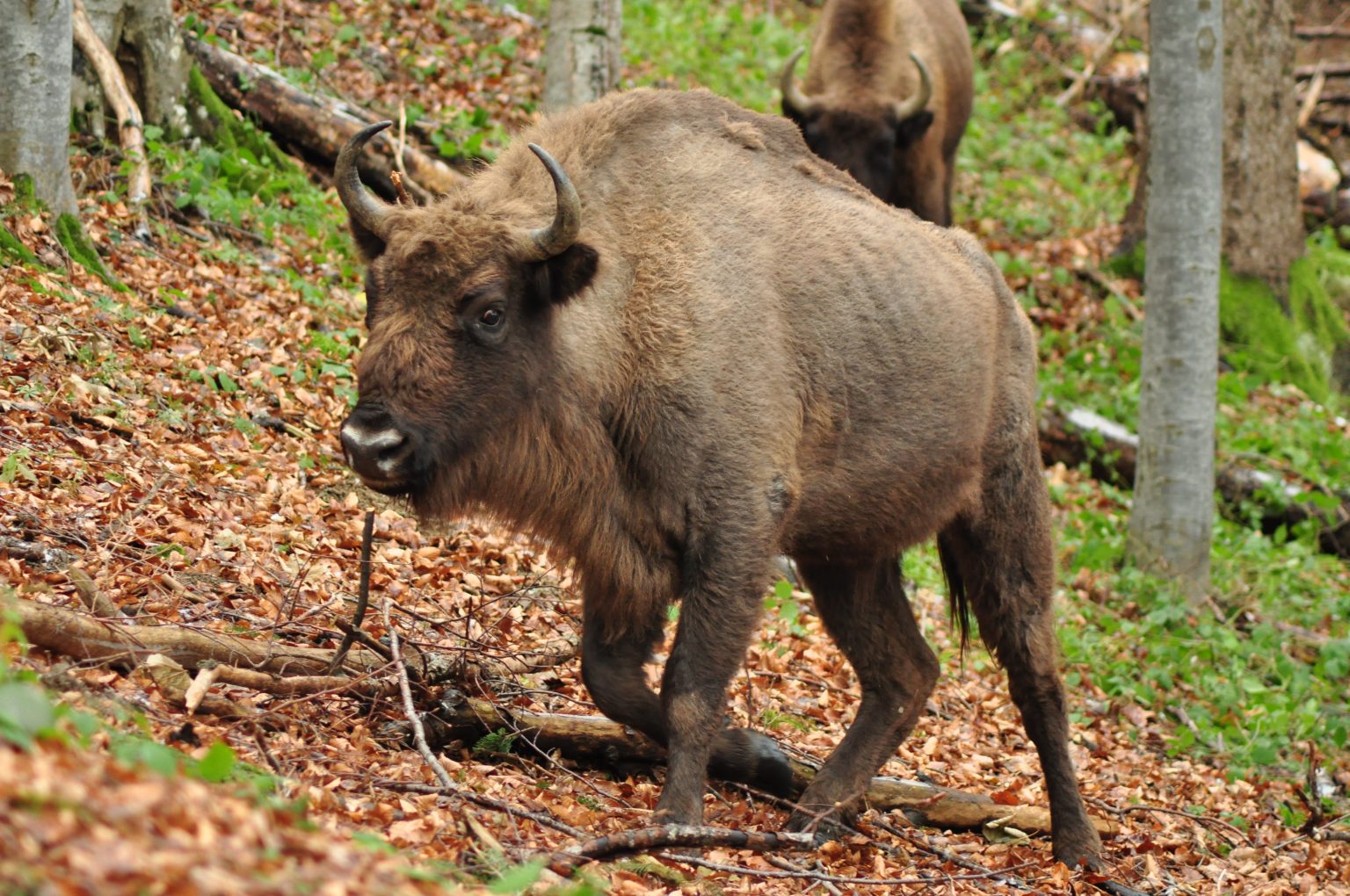 Zimbrul | WWF Romania